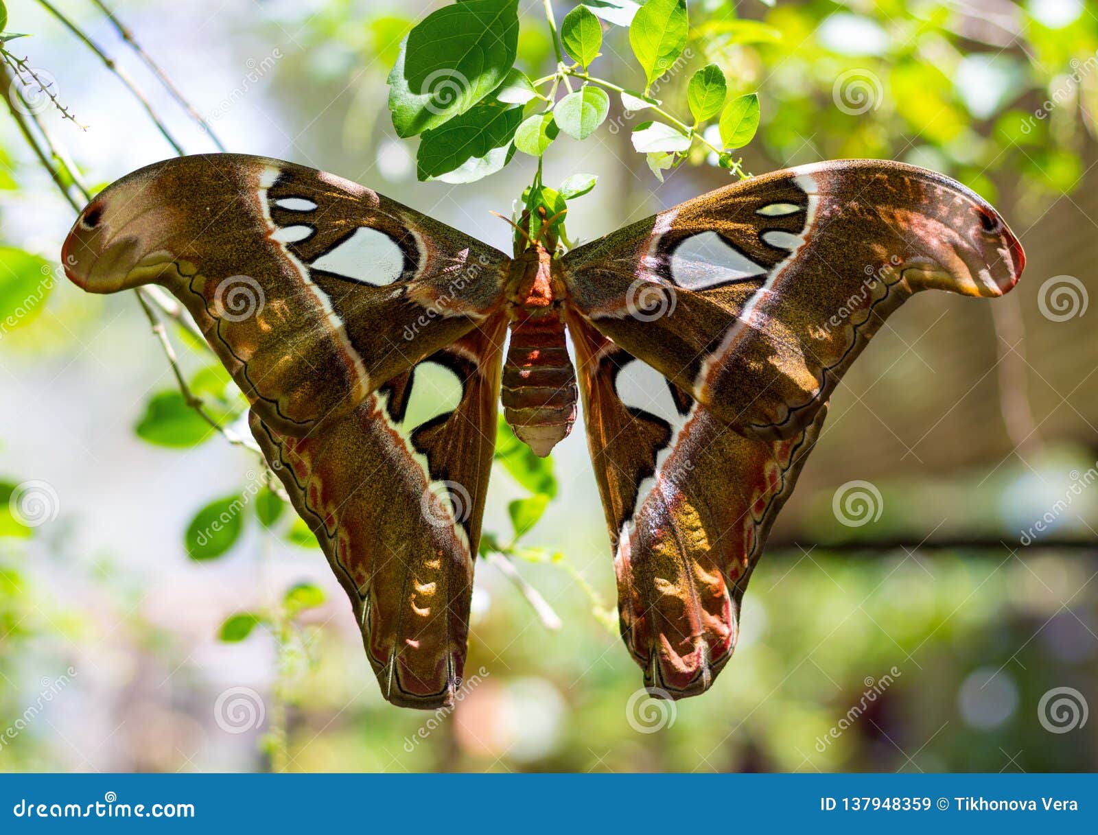 De mot van de vlinderatlas stock afbeelding. Image of groot - 137948359