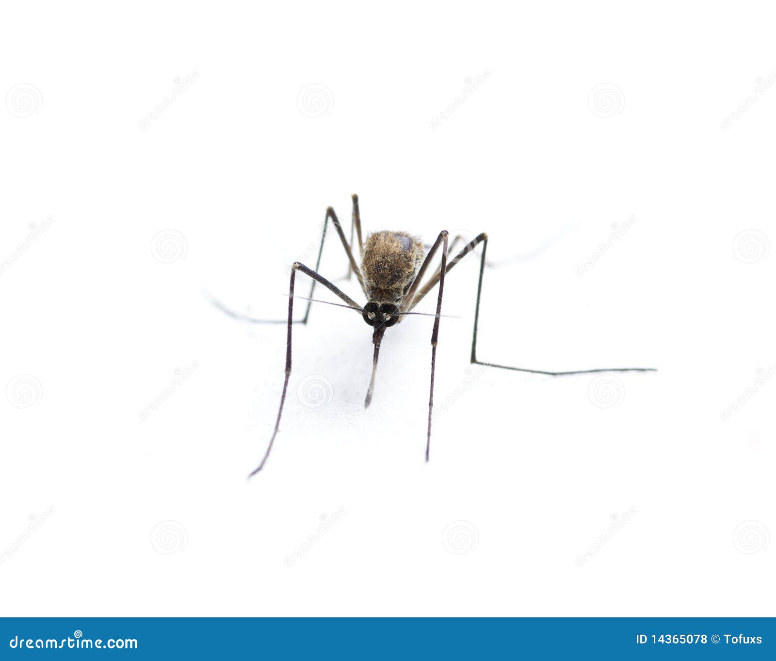 De Mug van het insect stock foto. Image of gevaar, vleugels - 14365078