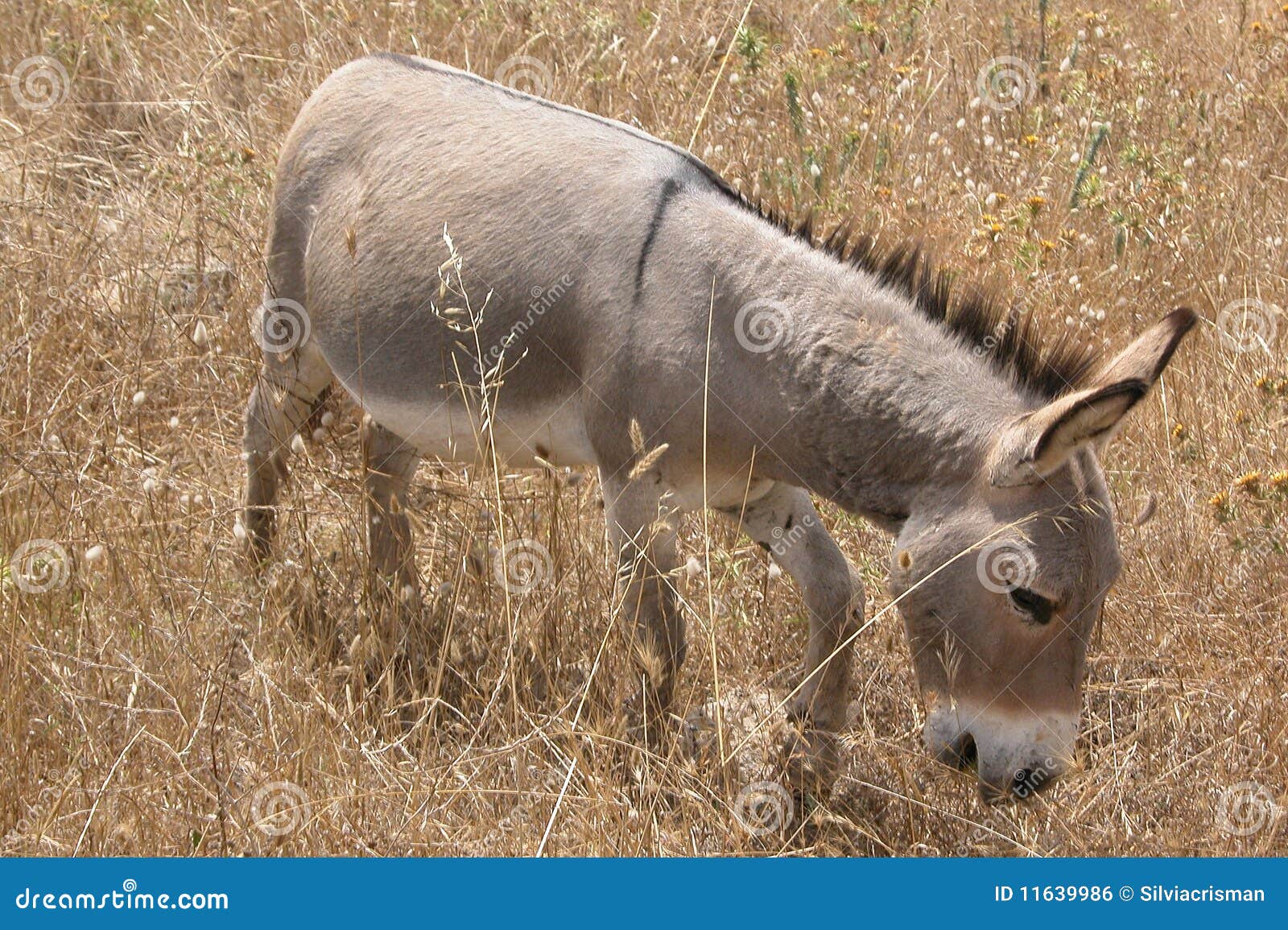 De muilezel van de ezel stock foto. Image of wild, nave - 11639986