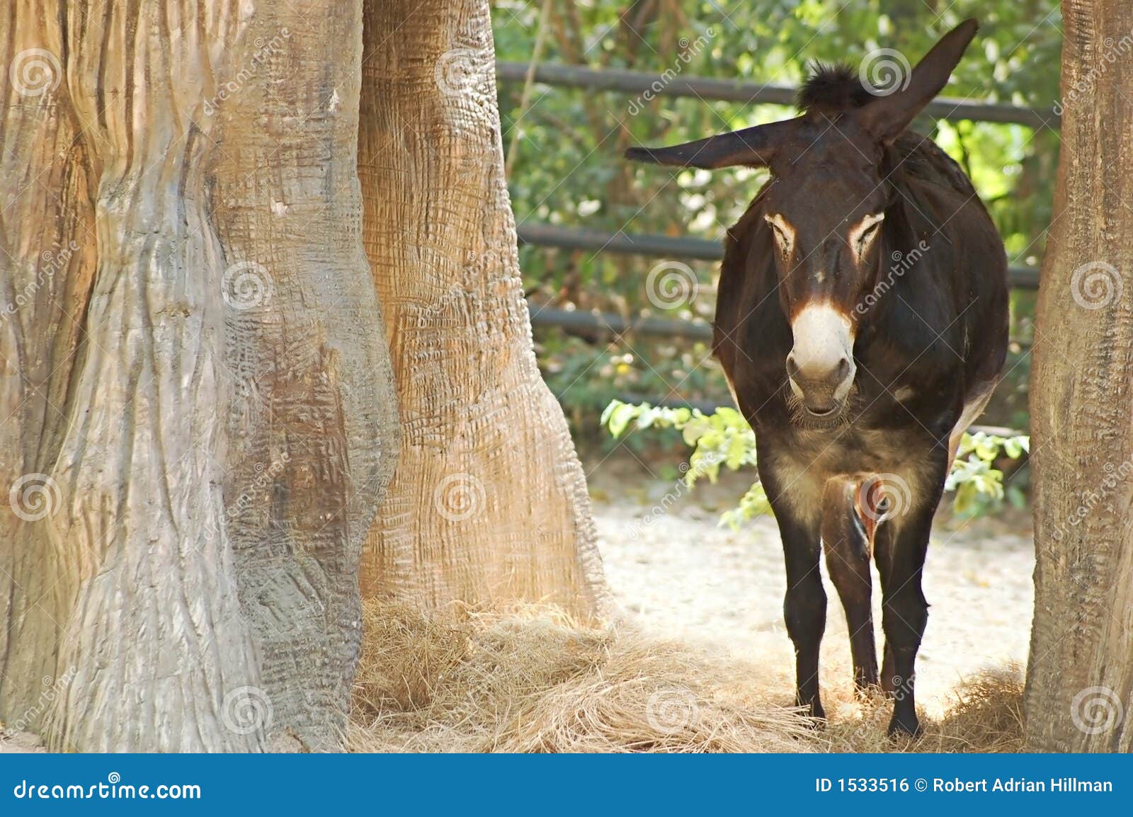 De muilezel van de trog stock foto. Image of ezel, hybride - 1533516
