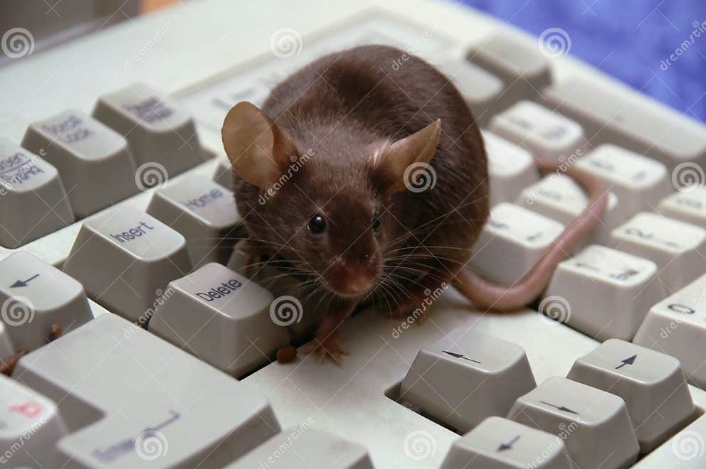 De Muis Bij De Computer, Op Het Toetsenbord Stock Afbeelding - Image of ...