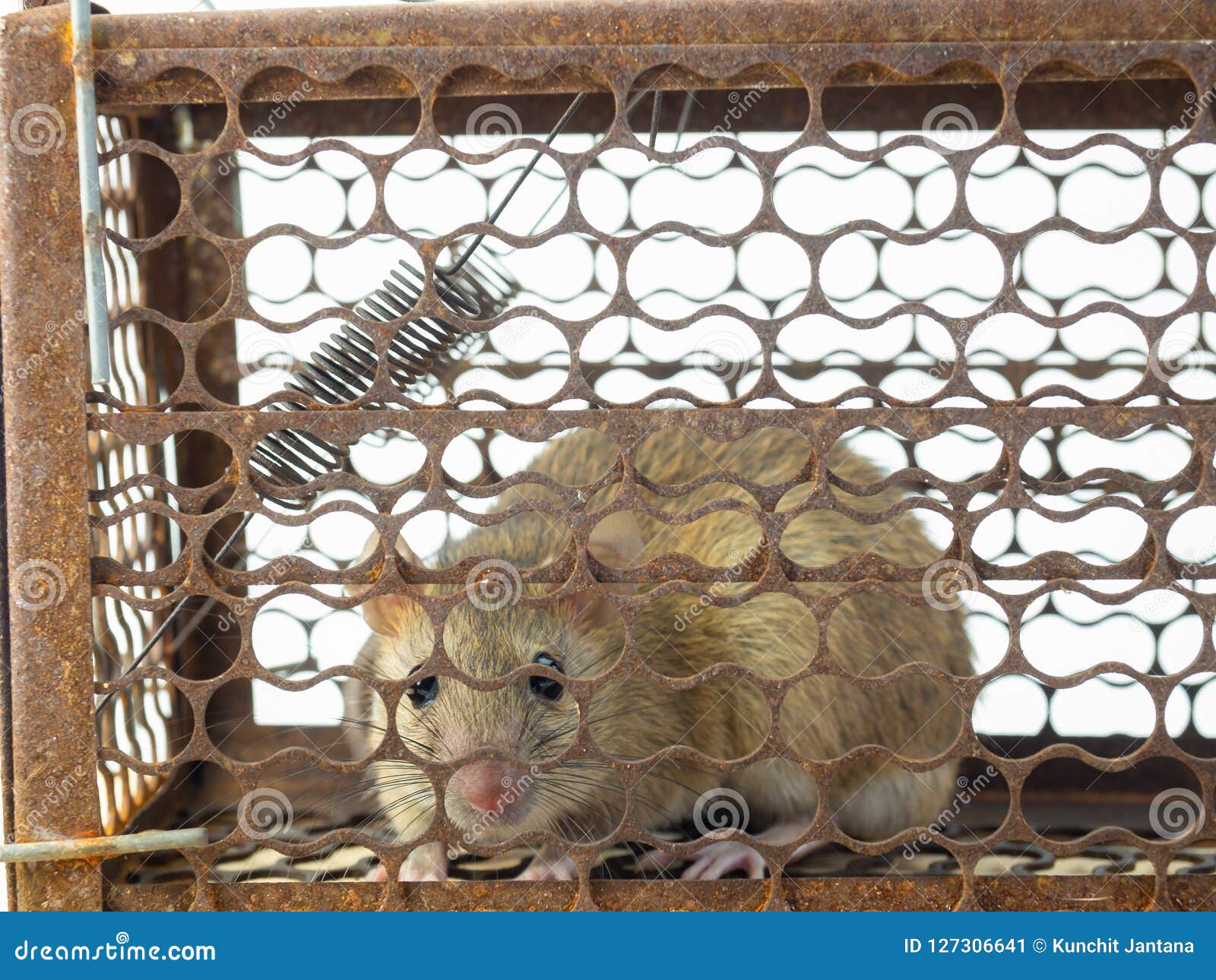 De muis is in de val stock afbeelding. Image of netwerk - 127306641