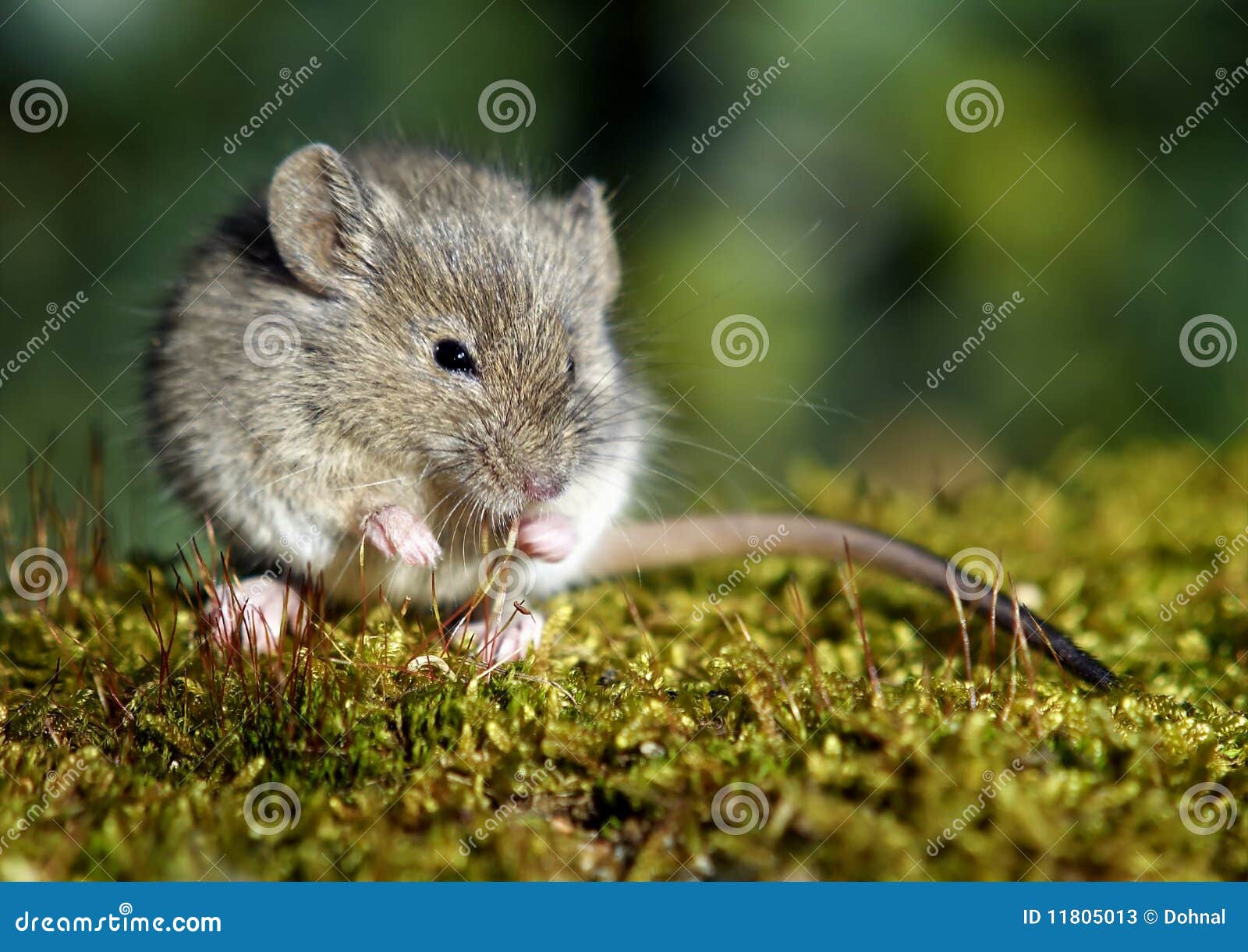 De Muis Van Het Huis (musculus Mus) Stock Afbeelding - Image of ...