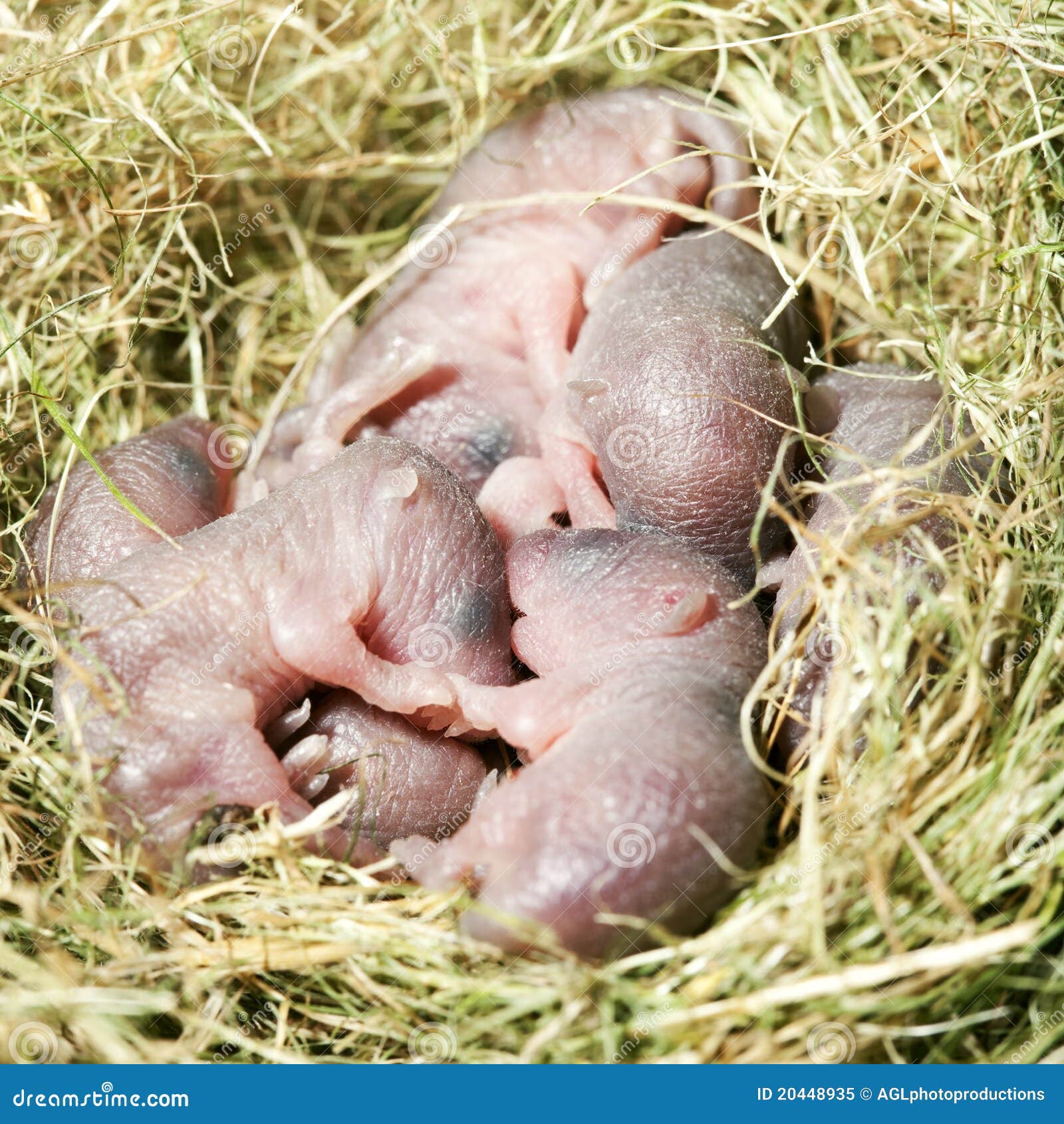 De muizen van de baby stock afbeelding. Image of jongeren - 20448935