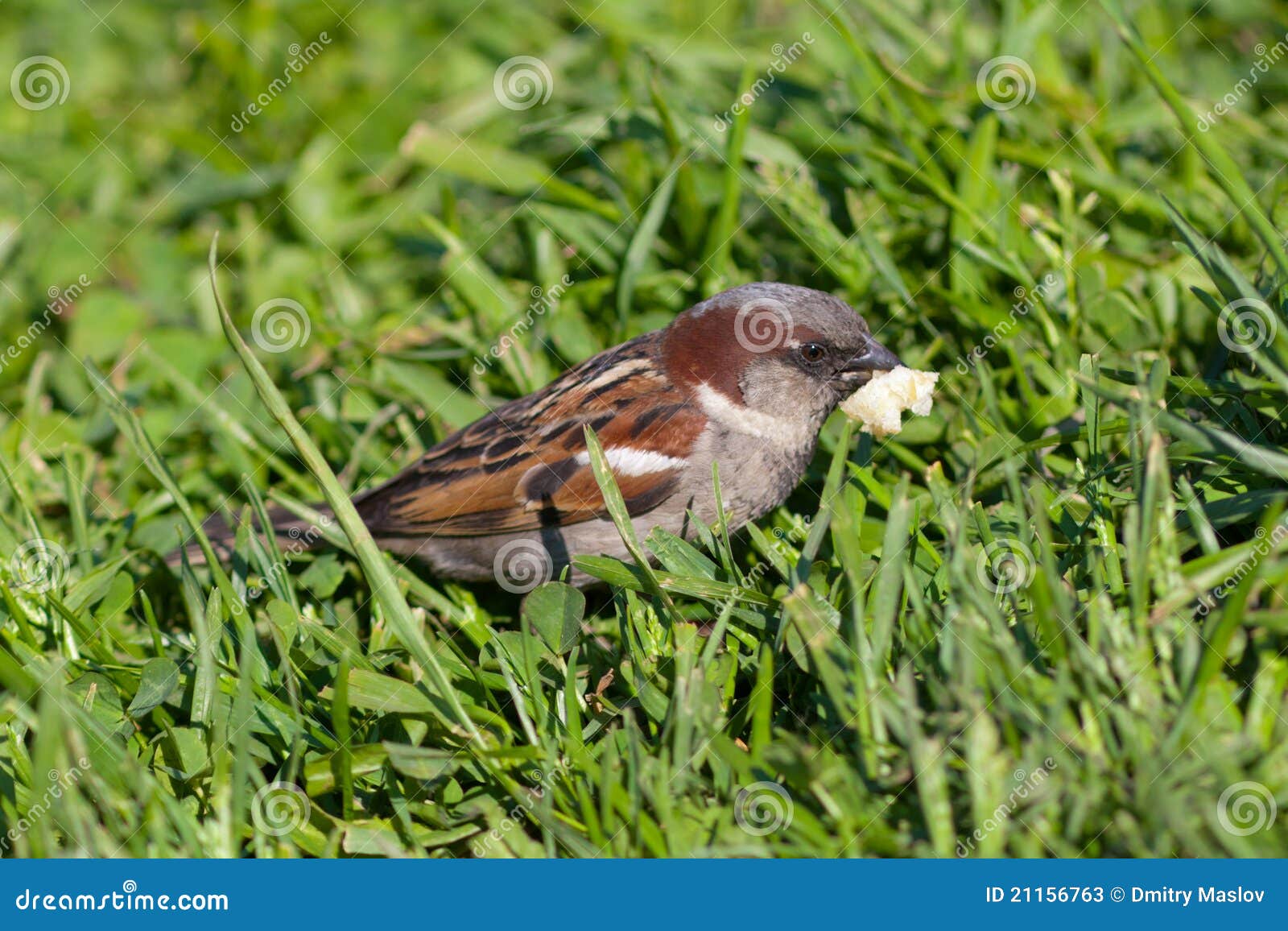 De mus eet brood stock afbeelding. Image of leuk, voedsel - 21156763