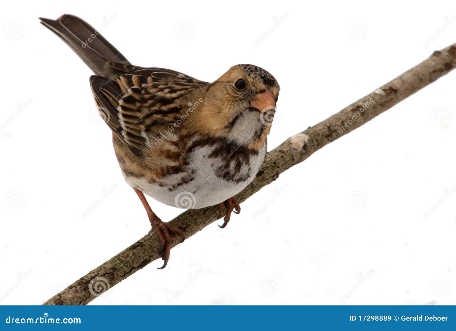 De Mus van Harris stock afbeelding. Image of enkelvoudig - 17298889