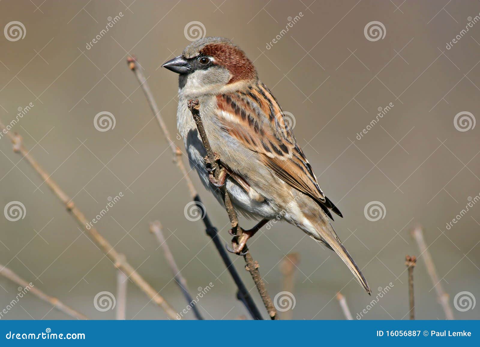 De Mus van het huis stock afbeelding. Image of ornithologie - 16056887