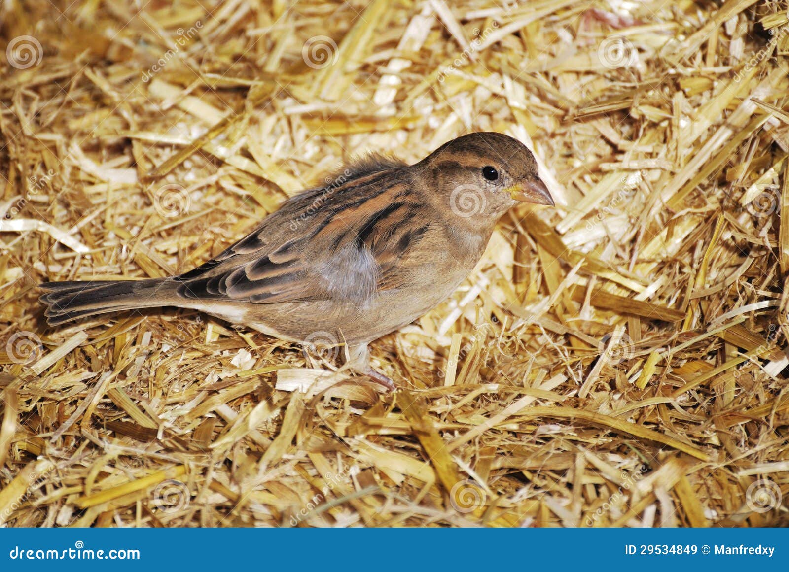 De Mus van het huis stock afbeelding. Image of zitting - 29534849