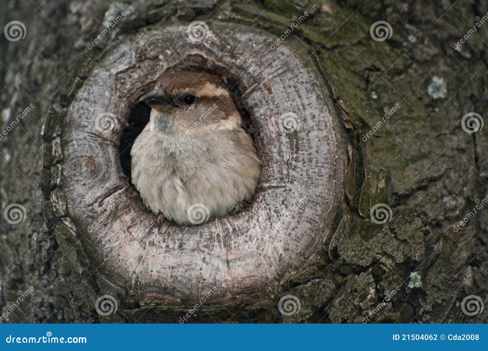 De Mus Van Het Huis in Nest Stock Foto - Image of genesteld, overgaan ...