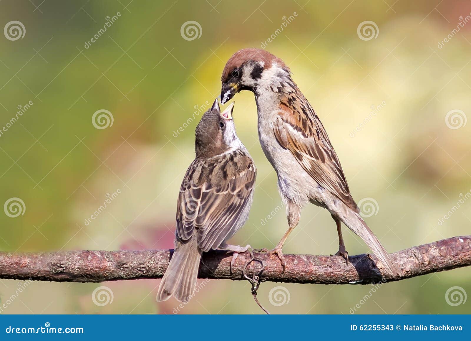 De mus voedt de nestvogels stock afbeelding. Image of slordig - 62255343