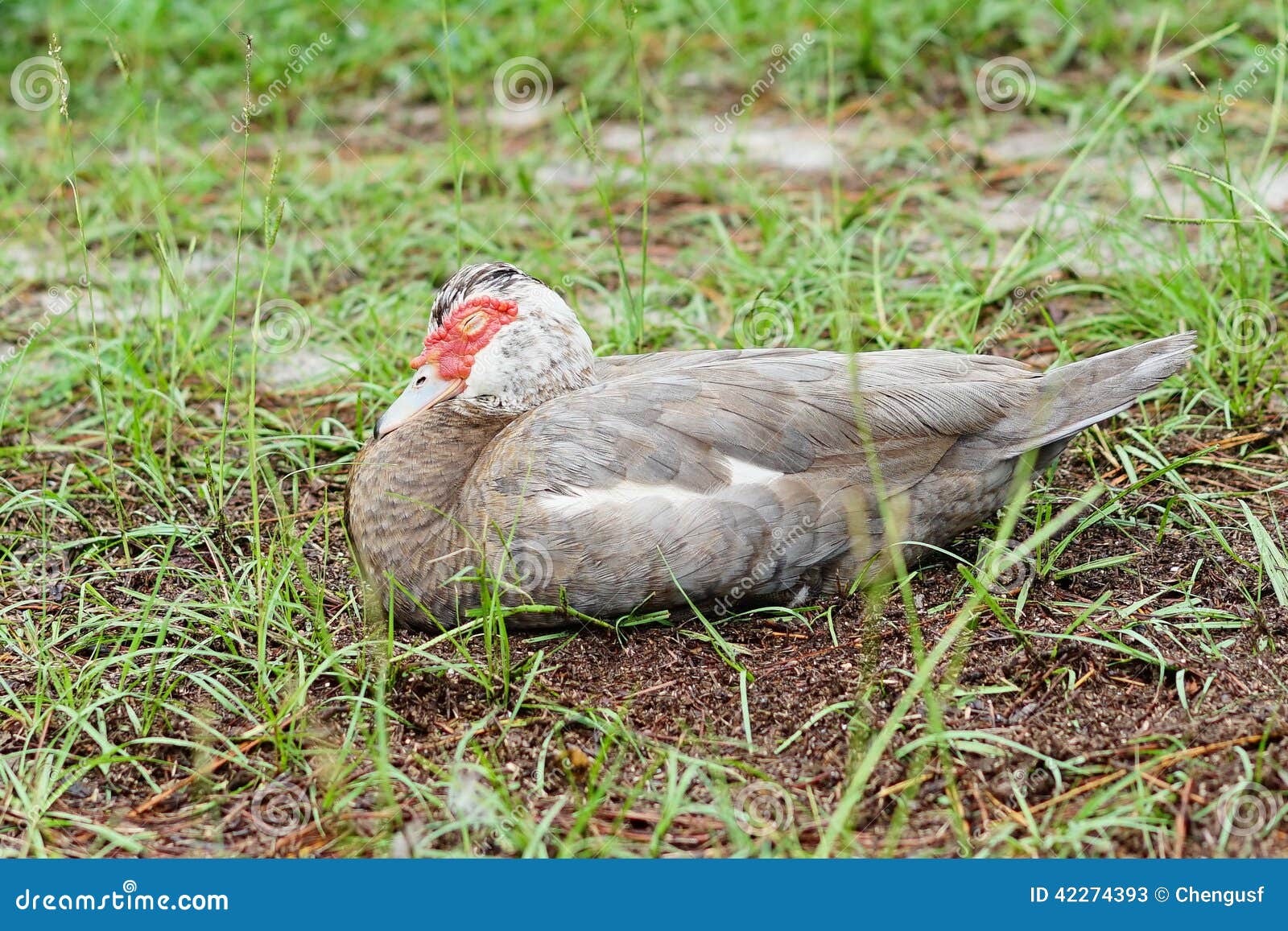 De Muscovyeend Met Rood Hoofd Slaapt Stock Afbeelding - Image of ...