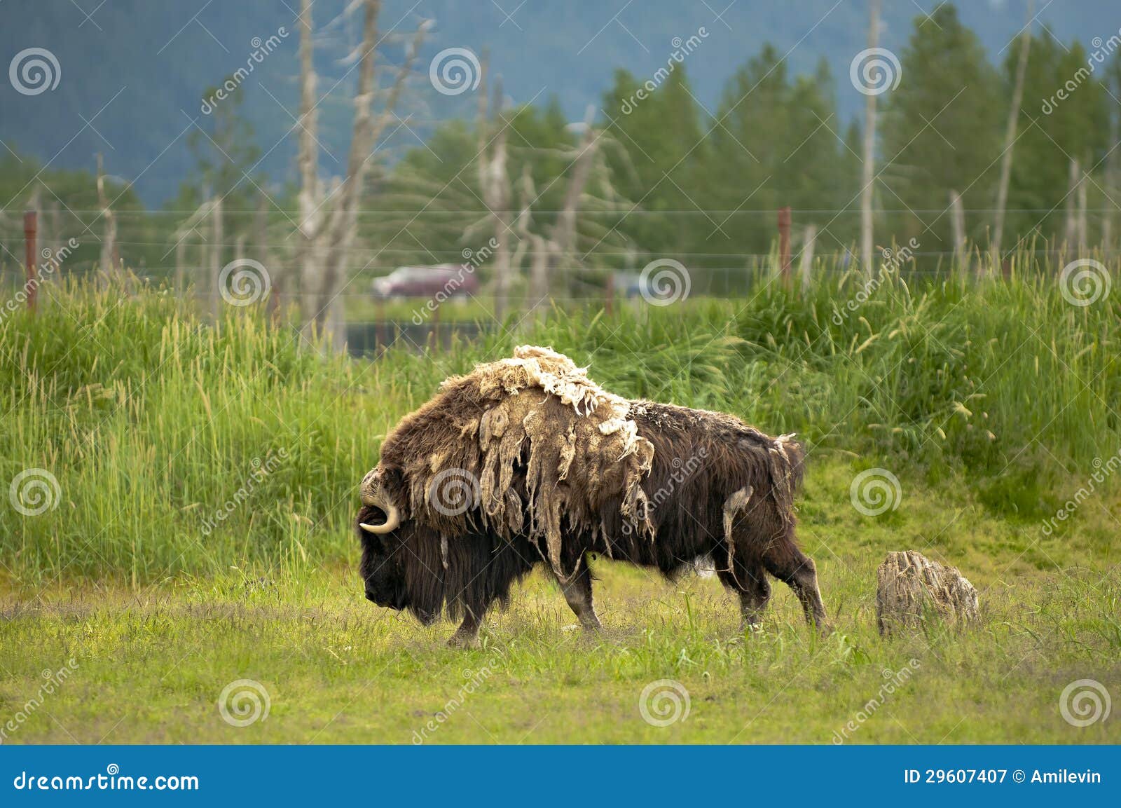 De muskus van Alaska stock afbeelding. Image of amerika - 29607407