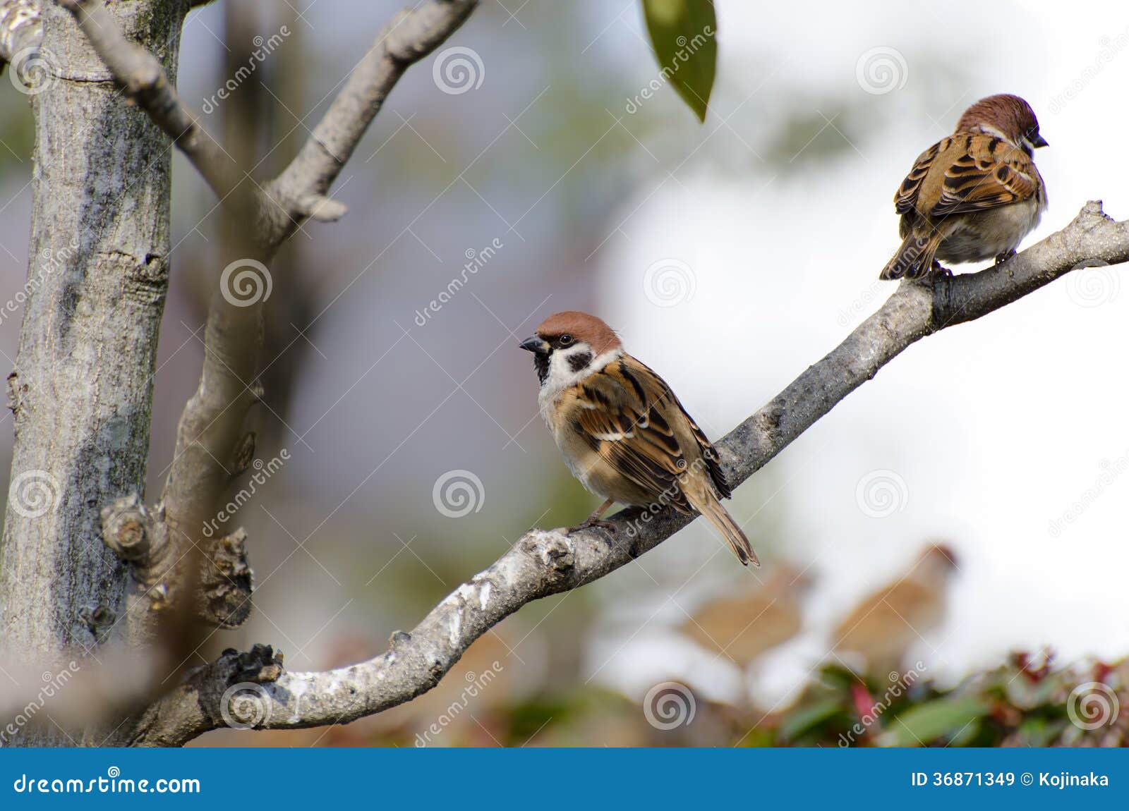 De Mussen Zitten Op Een Tak. Stock Afbeelding - Image of dier, japan ...