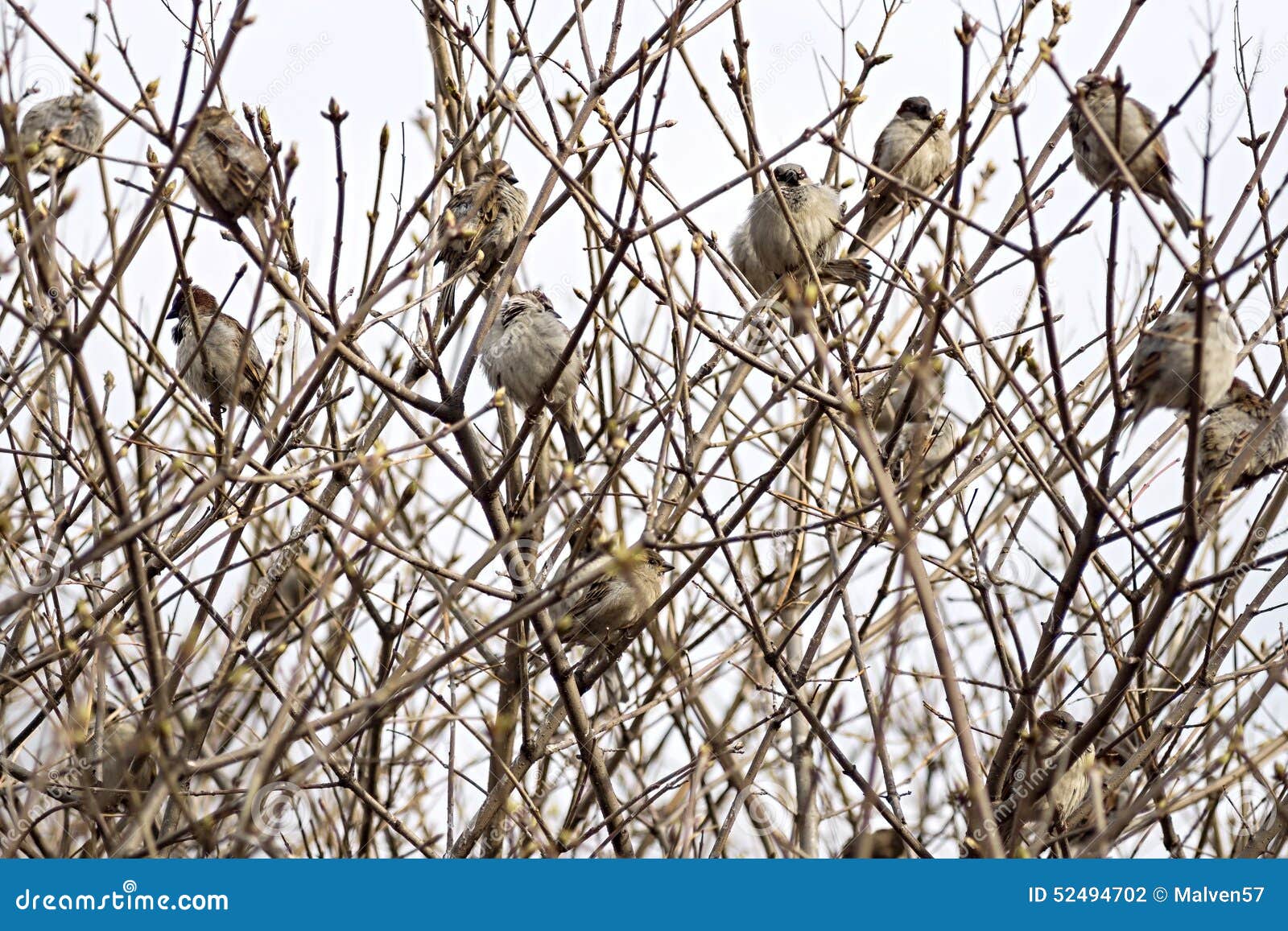 De Mussen Zitten in Struikgewas Van Struiken Stock Foto - Image of ...