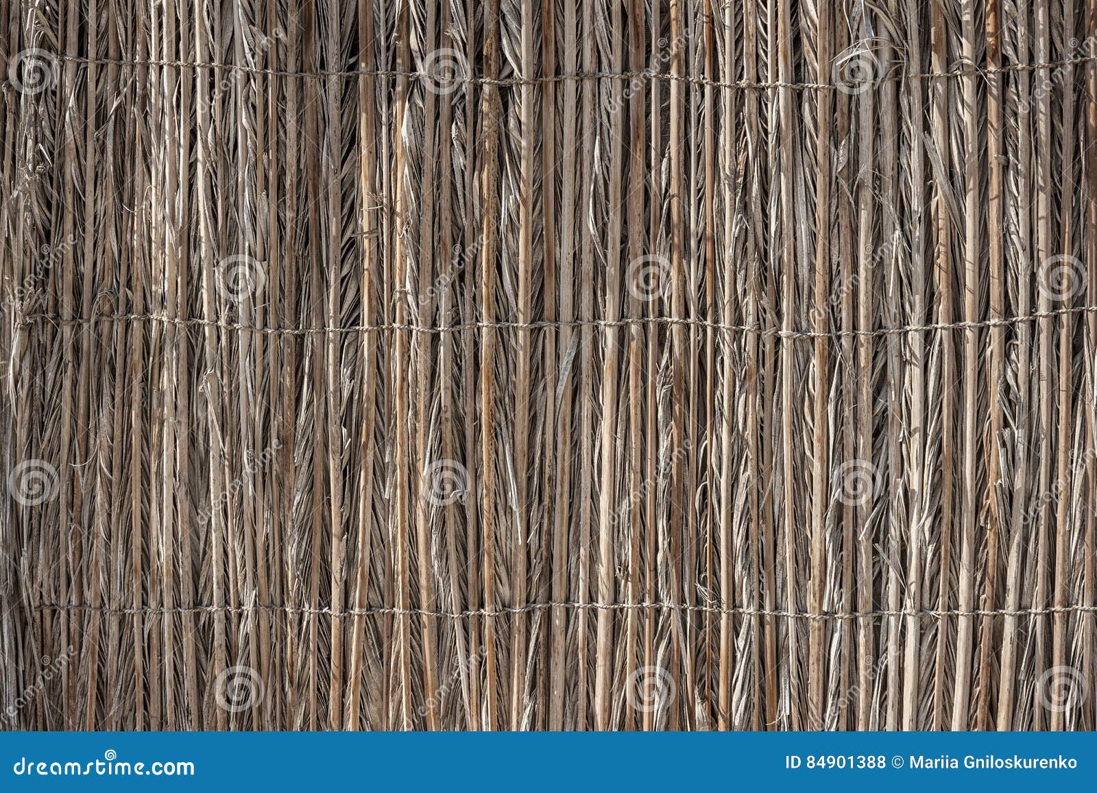 De muur van de rietstelen stock foto. Image of samenvatting - 84901388