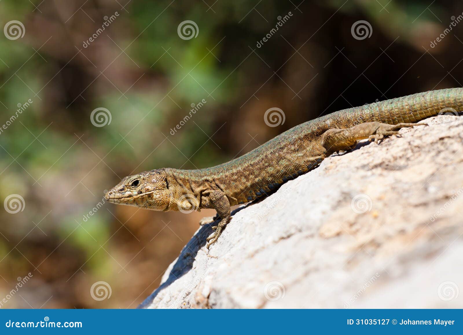 De Muurhagedis van Lilford stock afbeelding. Image of dier - 31035127