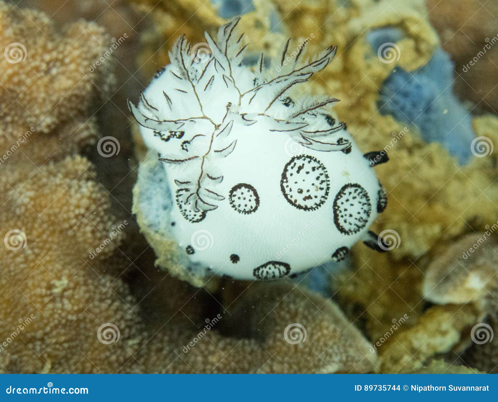 De Naaktslak is Slaap in Diepzee in Thailand Stock Foto - Image of ...