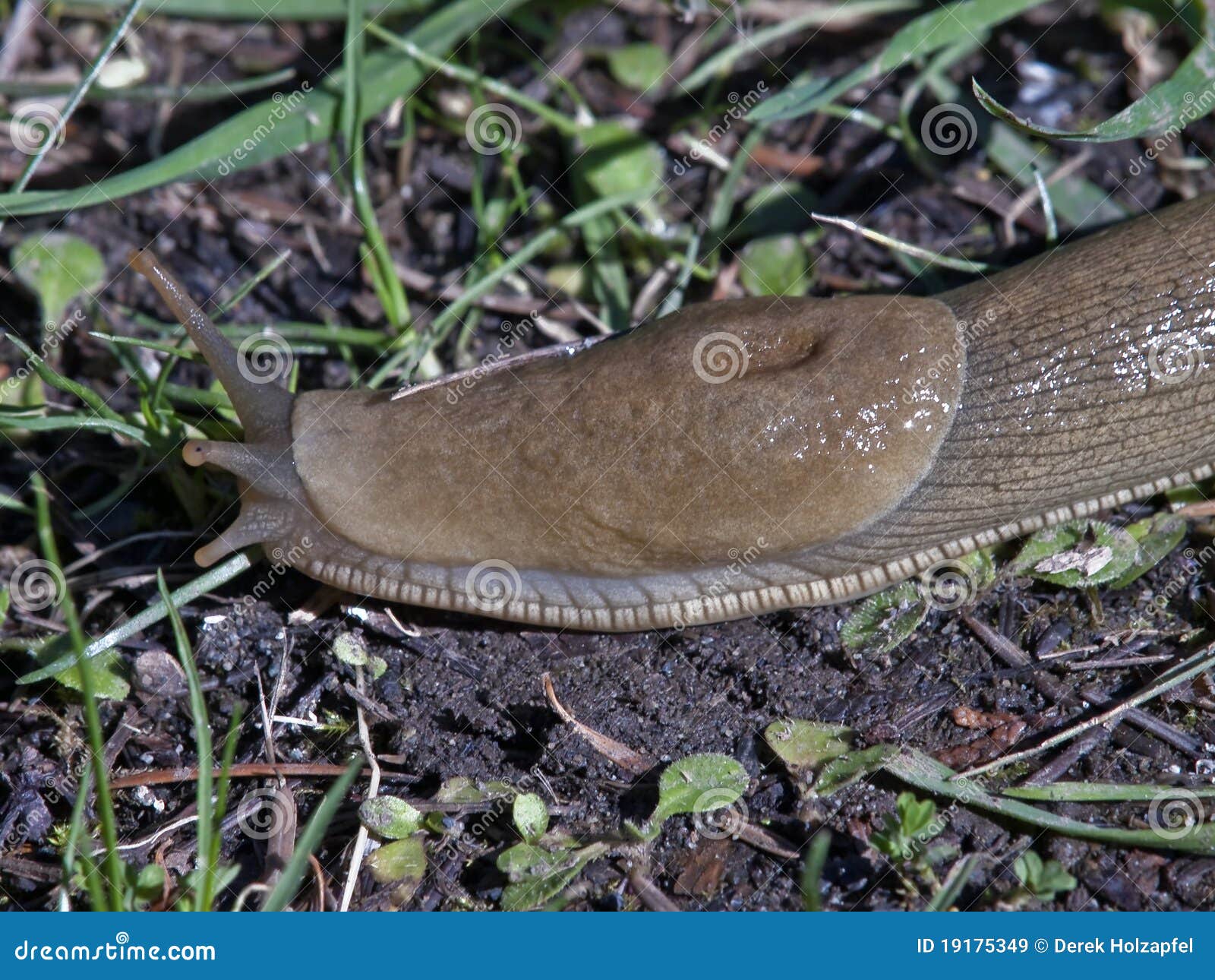 De Naaktslak van de banaan stock afbeelding. Image of langzaam - 19175349