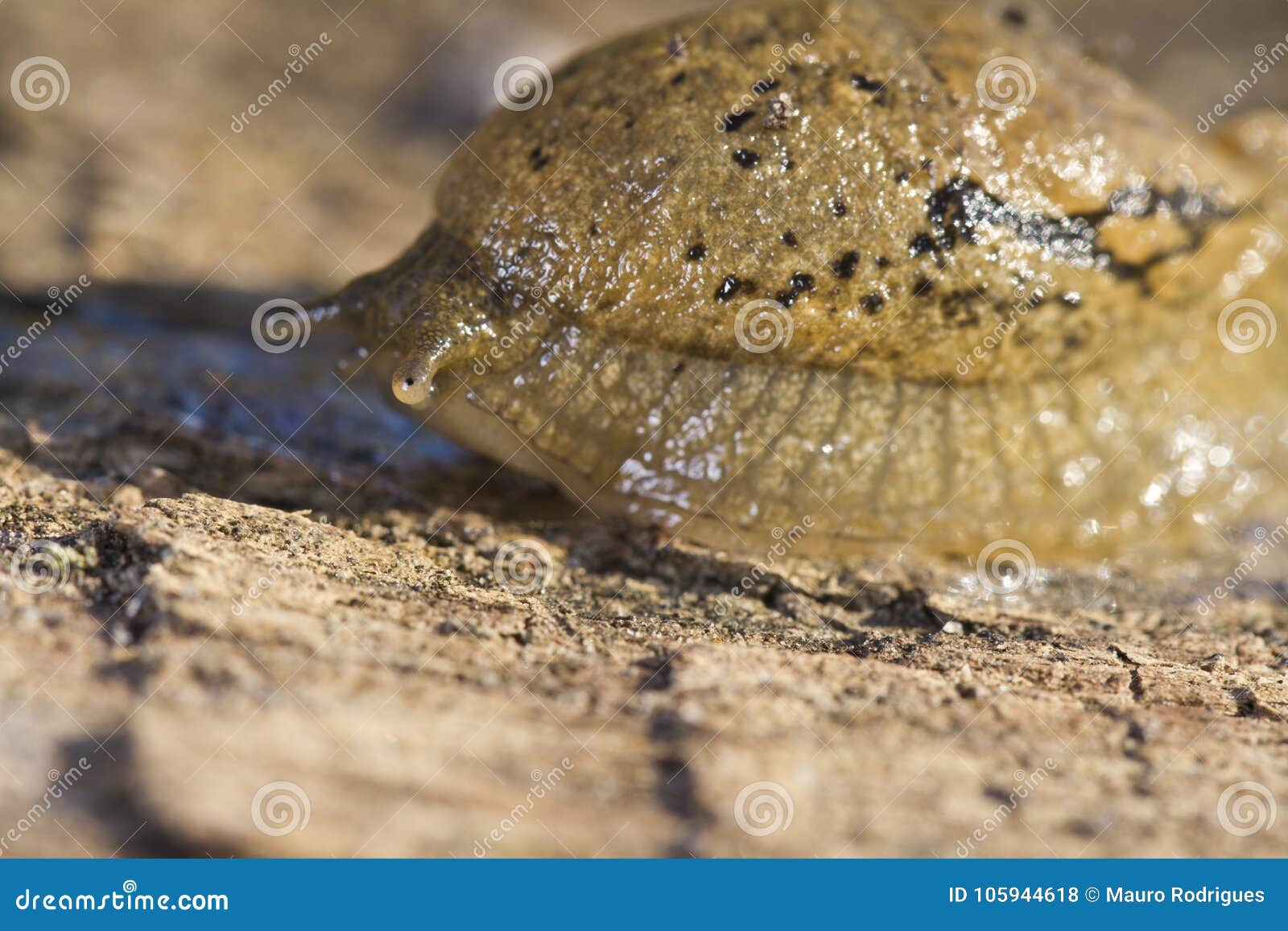 De Naaktslak Van Parmacellavalenciennii Stock Foto - Image of europees ...
