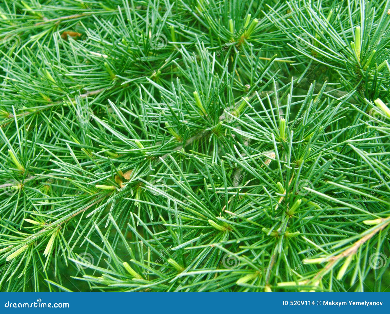 De Naald Van De Pijnboom. Groene Achtergrond Stock Foto - Image of hout ...