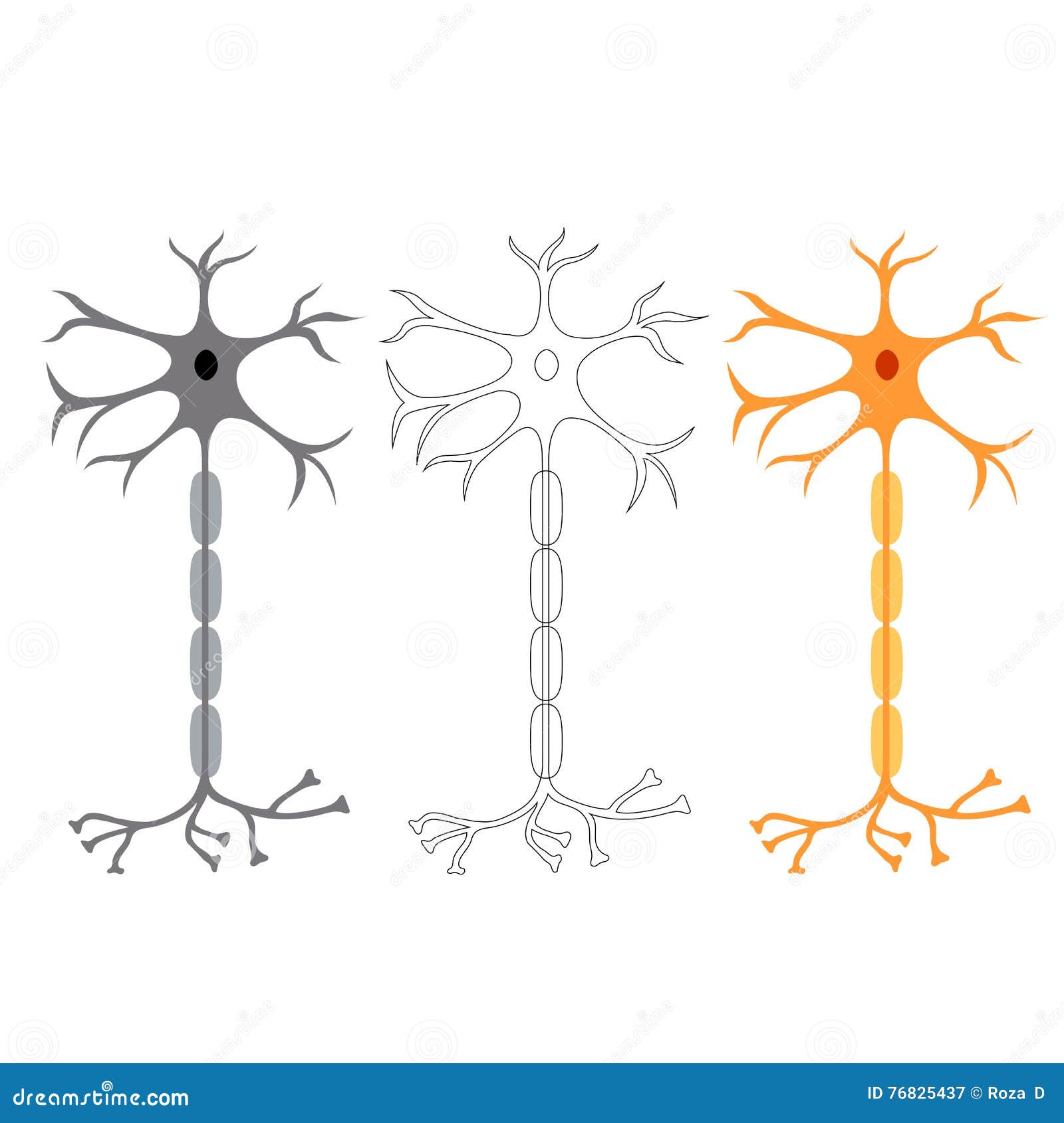 De Neuronen Van Zenuwcellen Vector Illustratie - Illustration of ...