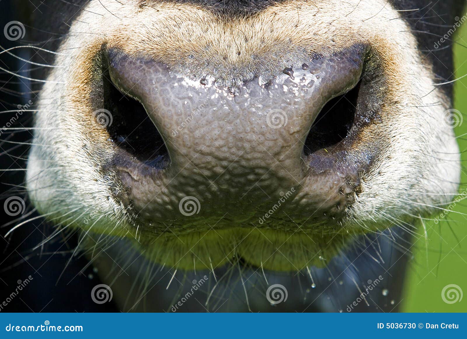 De neus van een koe stock foto. Image of mooi, gezichten - 5036730