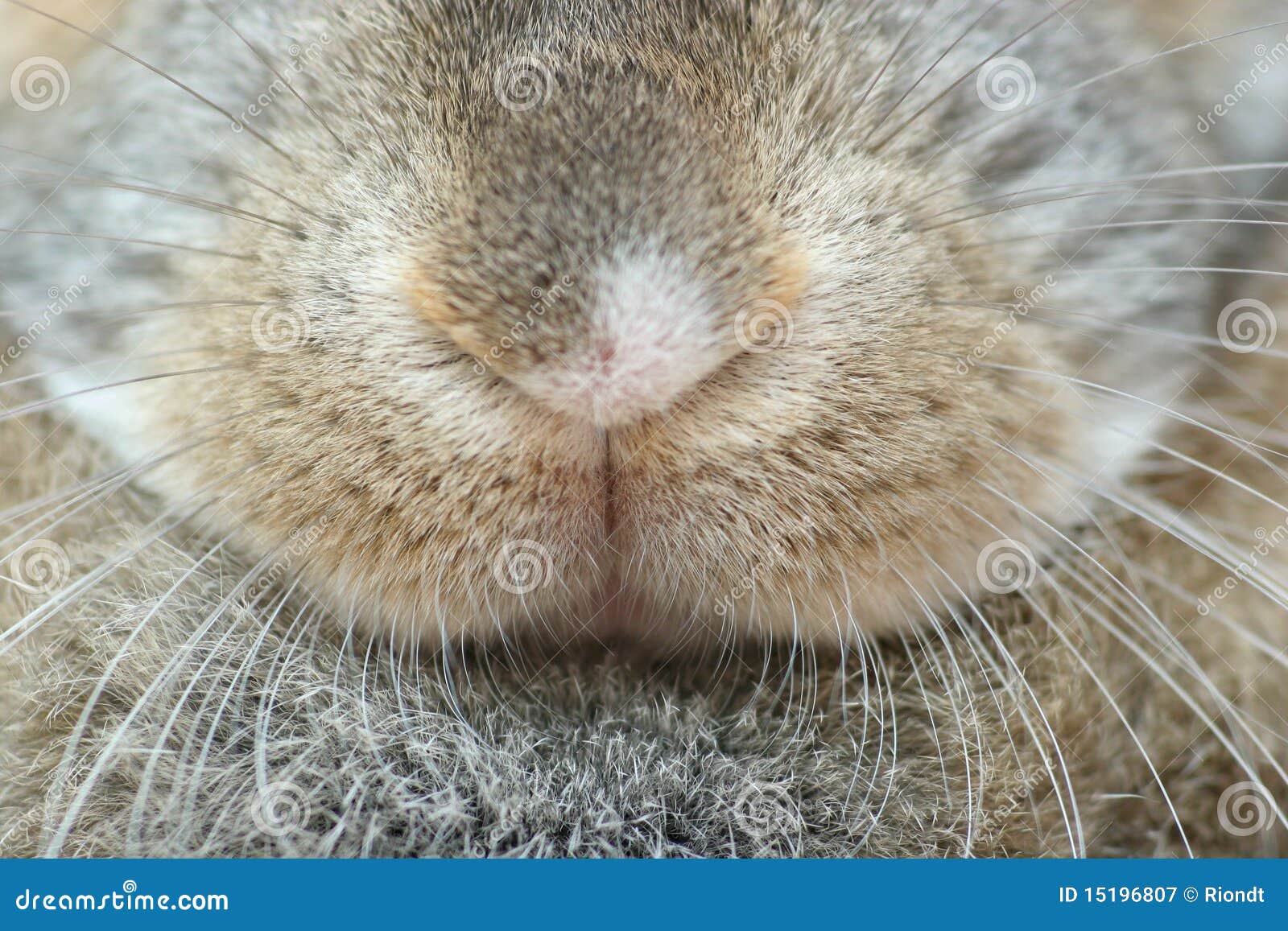 De neus van het konijn stock afbeelding. Image of knaagdier - 15196807