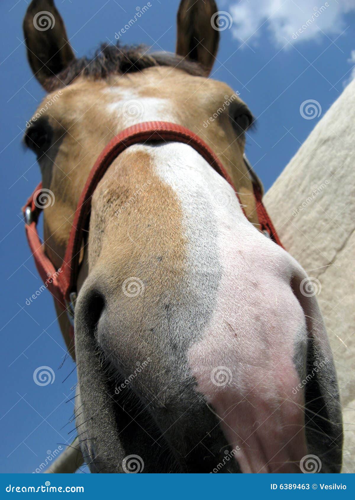 De neus van het paard stock afbeelding. Image of paarden - 6389463