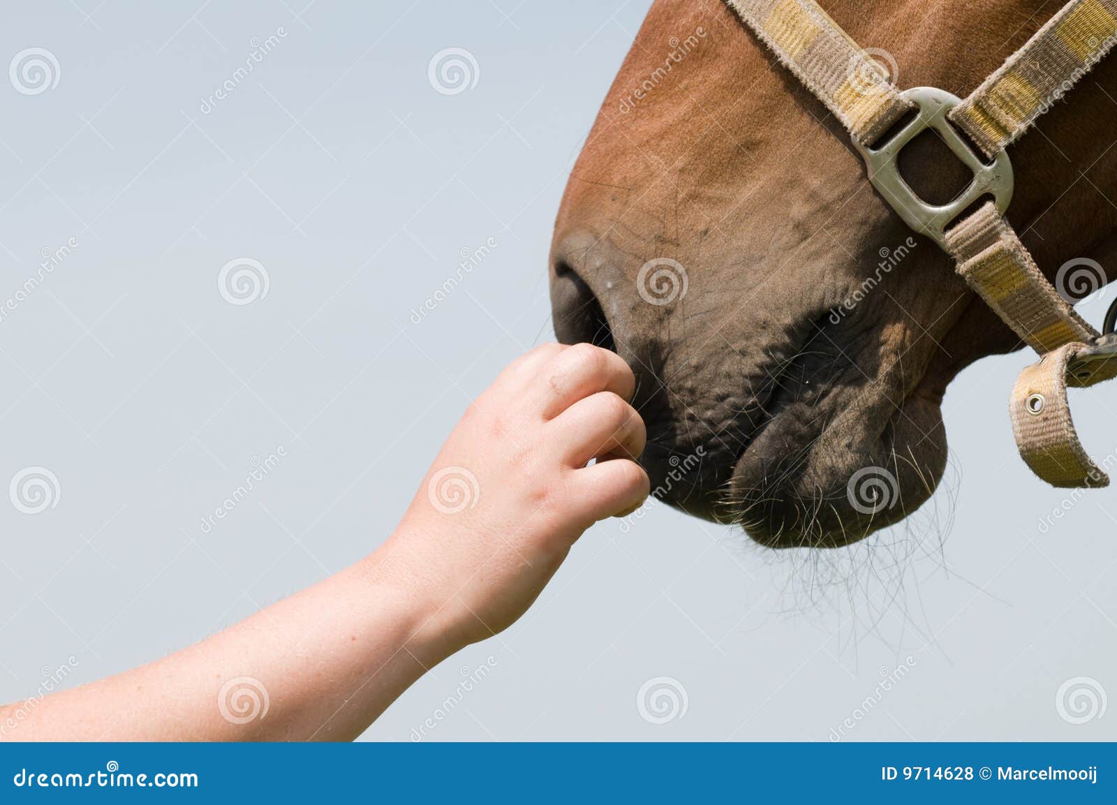 De neus van het paard stock foto. Image of zoogdier, hengst - 9714628