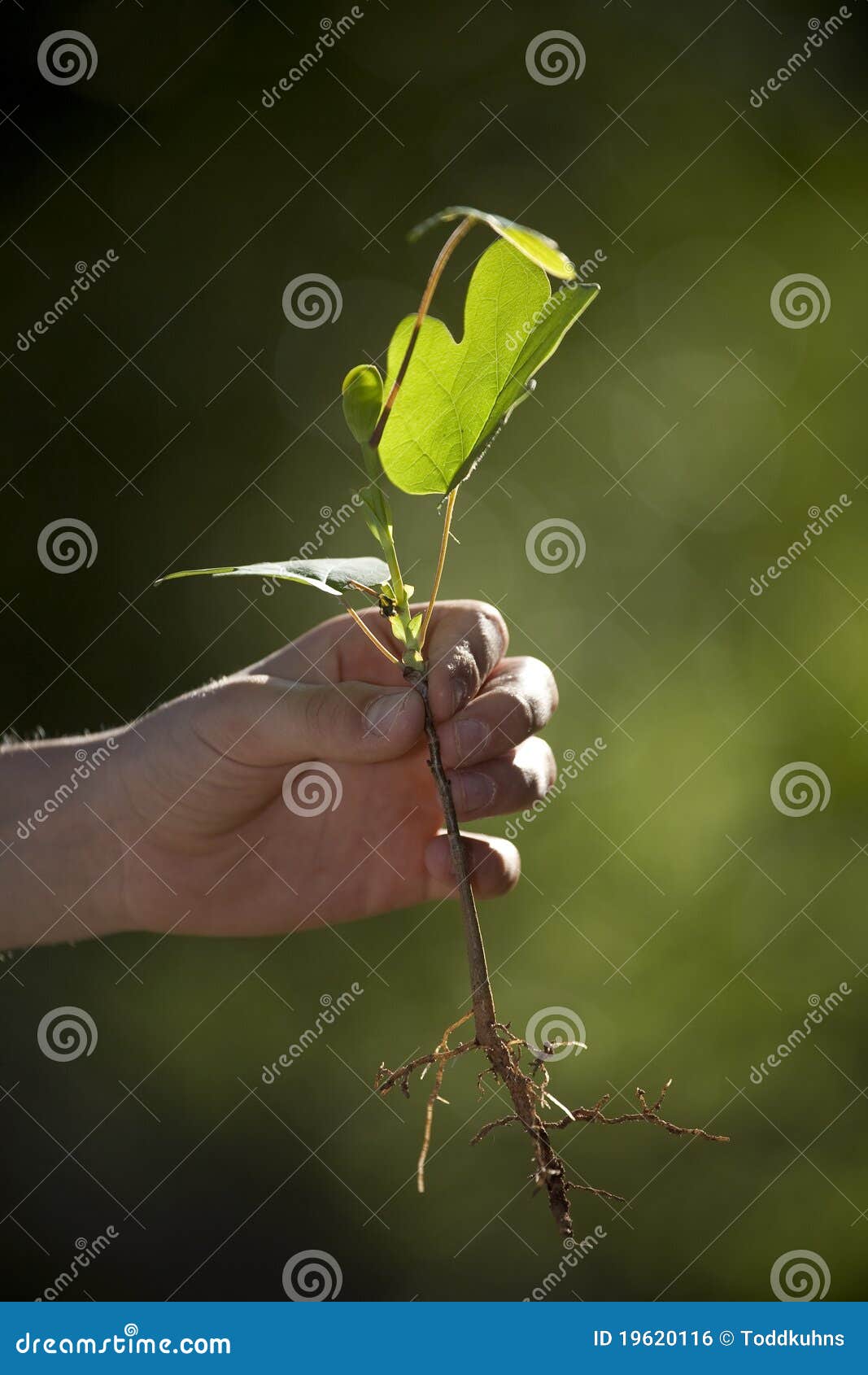 De nieuwe Groei stock foto. Image of aarde, zorg, groen - 19620116