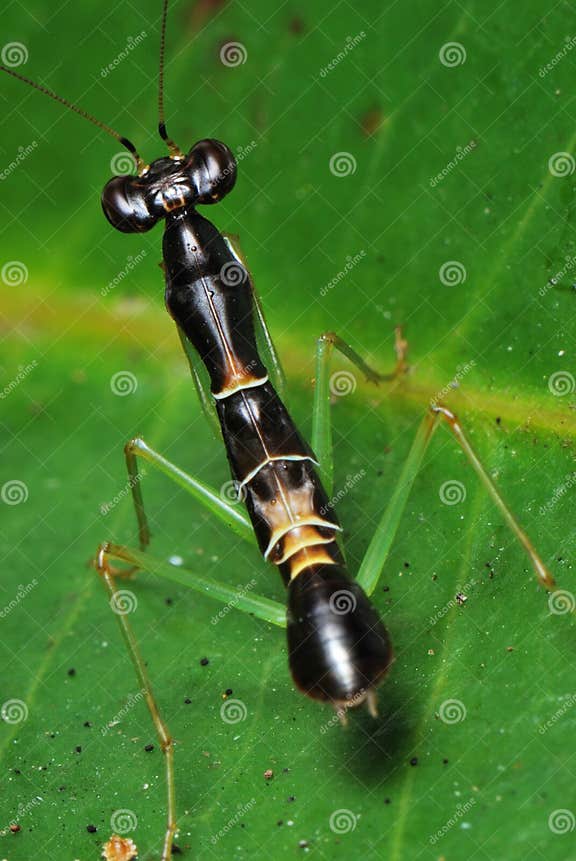 De Nimf van bidsprinkhanen stock foto. Image of nieuwsgierigheid - 13353854