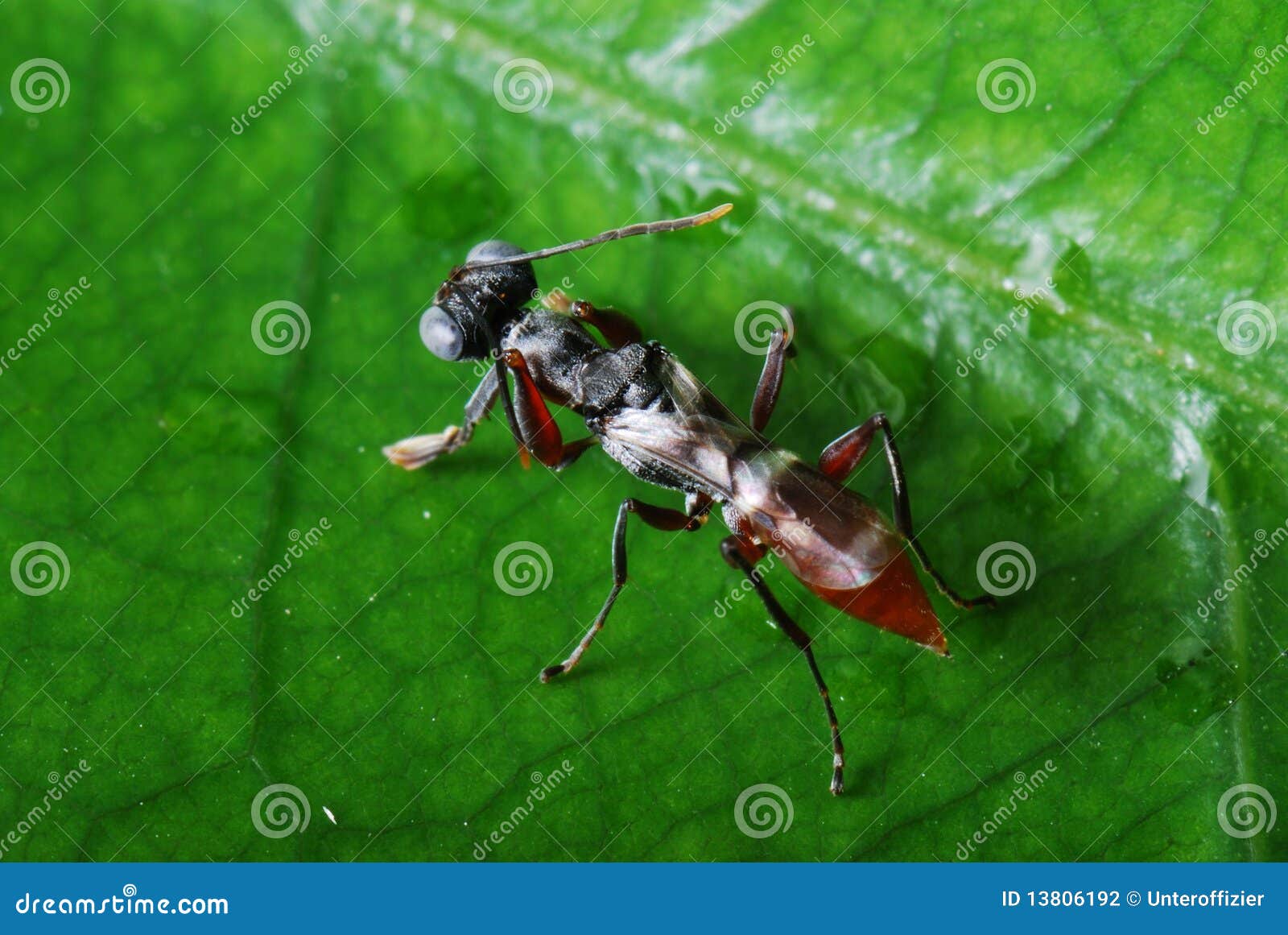 De Nimf van bidsprinkhanen stock foto. Image of vergroot - 13806192