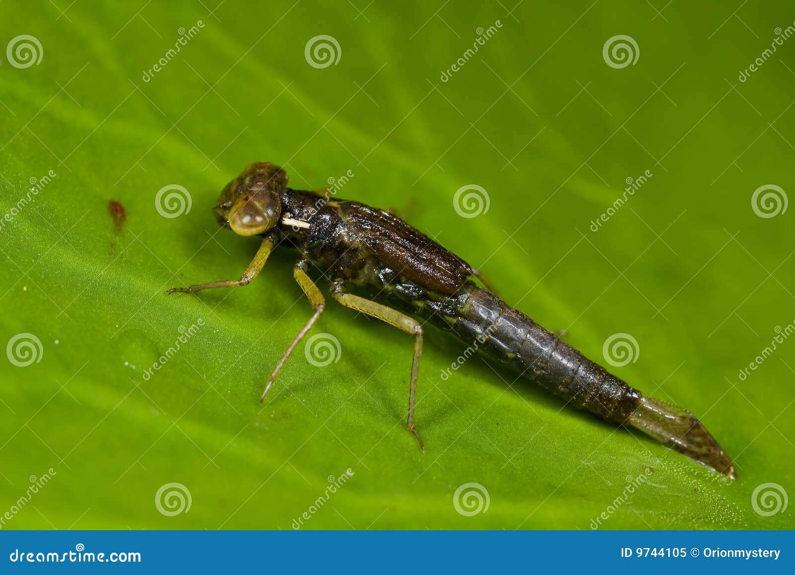 De Nimf Van Damselfly Ongeveer Aan Moult Stock Afbeelding - Image of ...