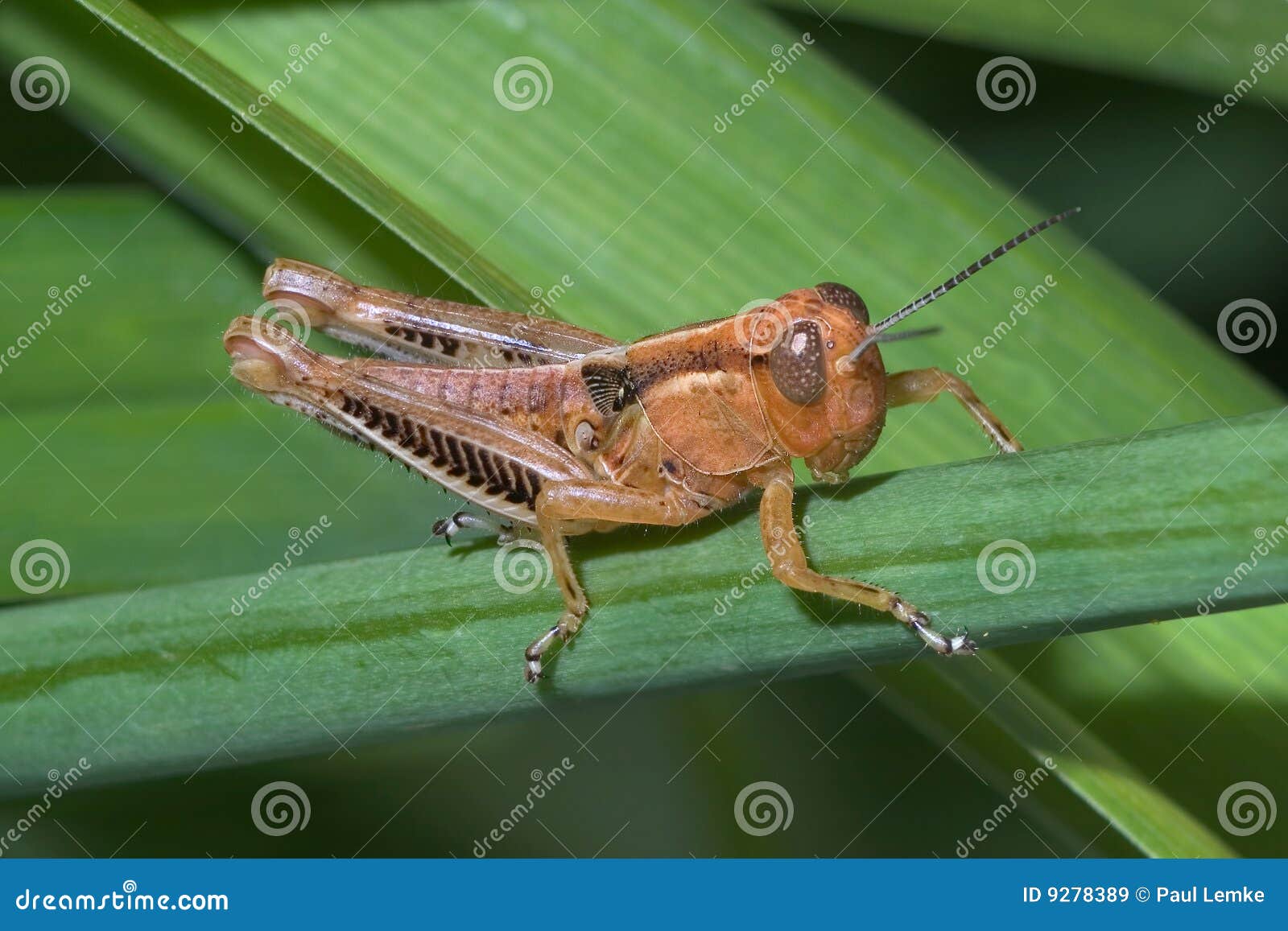 De Nimf van de sprinkhaan stock afbeelding. Image of dier - 9278389
