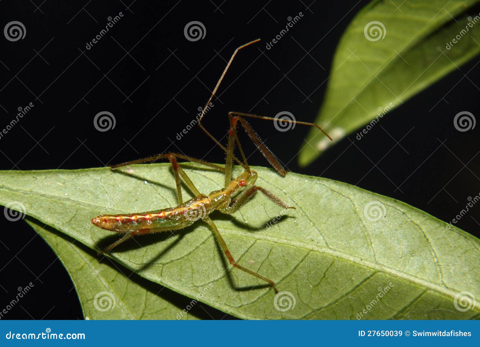 De Nimf Van Het Insect Van De Moordenaar Stock Afbeelding - Image of ...