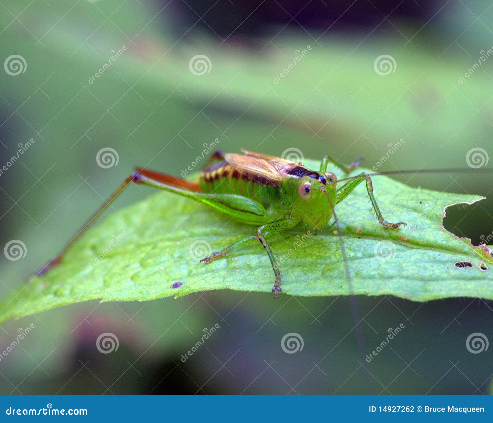 De Nimf van Katydid stock foto. Image of sprinkhaan, sabelsprinkhaan ...