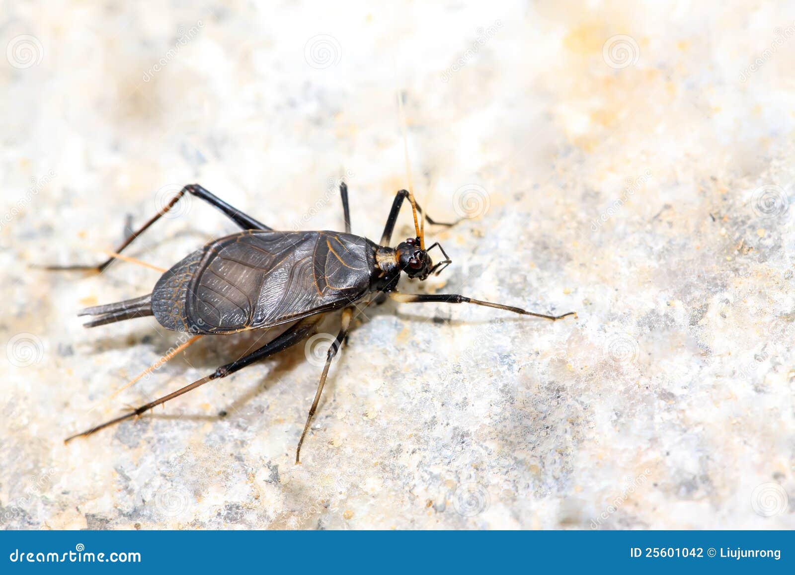 De nimfen van de veenmol stock foto. Image of soorten - 25601042