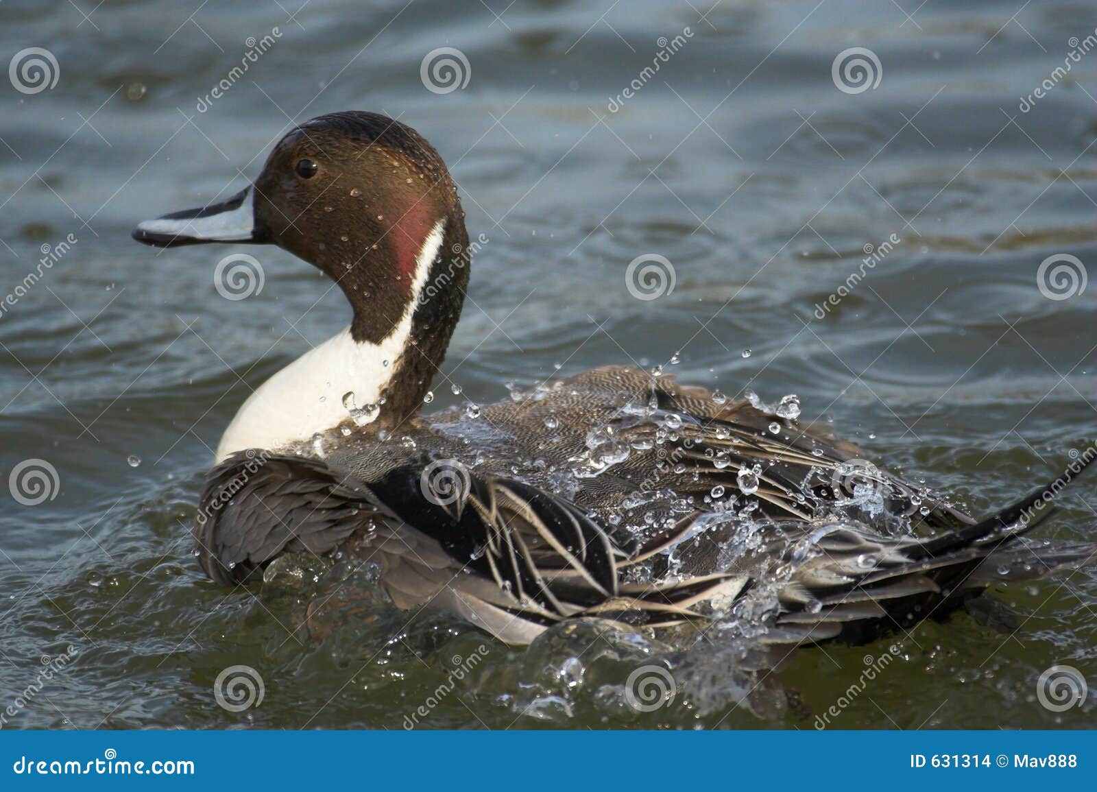 De Noordelijke Eend Van De Pijlstaart Stock Foto - Image of mooi ...