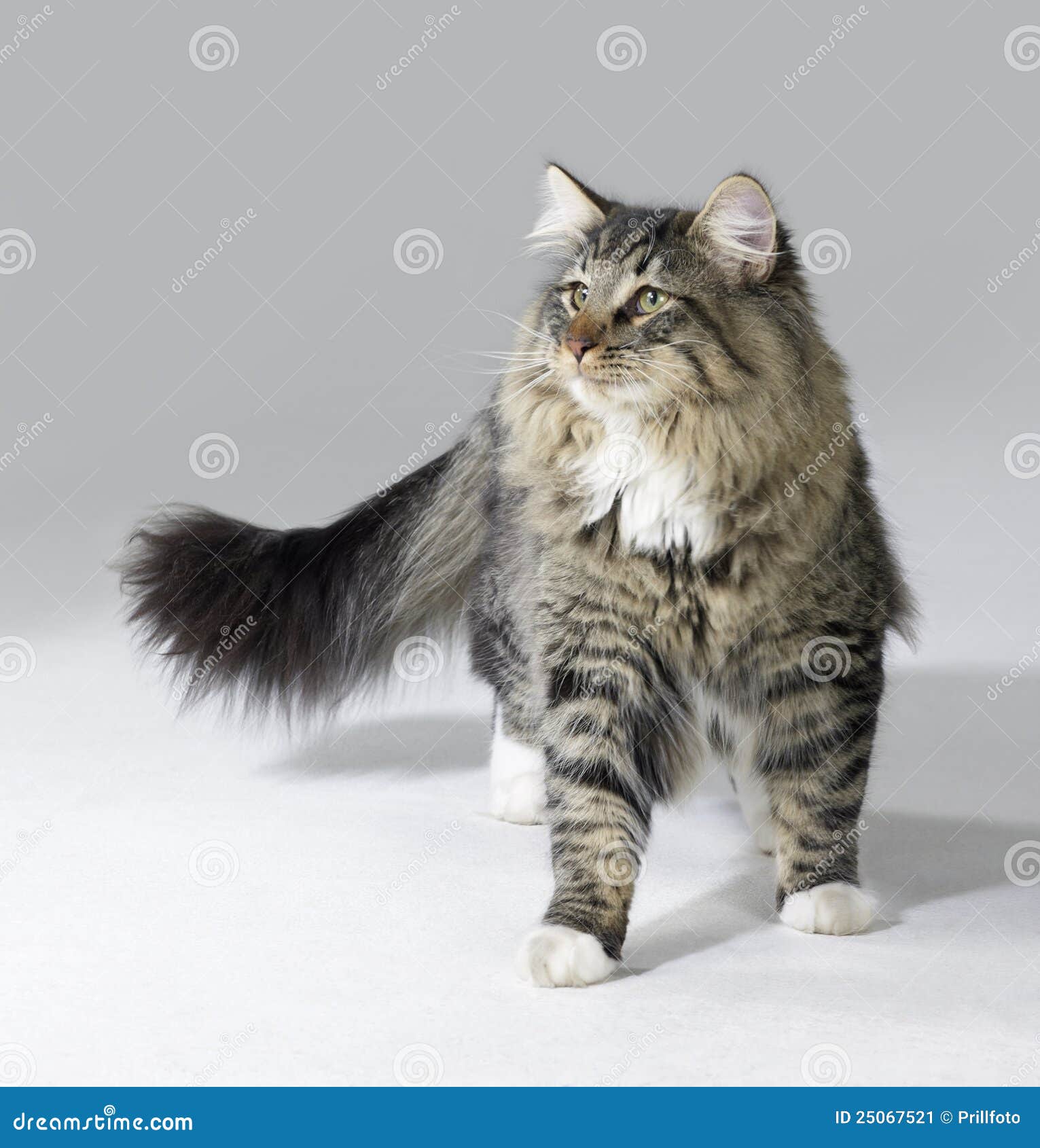 De Noorse Boskat Van De Gestreepte Kat Stock Afbeelding - Image of ...