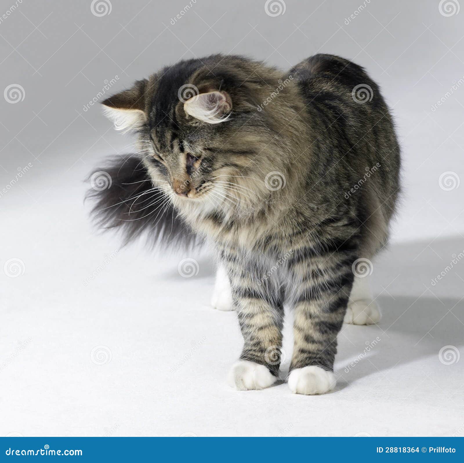 De Noorse Boskat Van De Gestreepte Kat Stock Foto - Image of ...