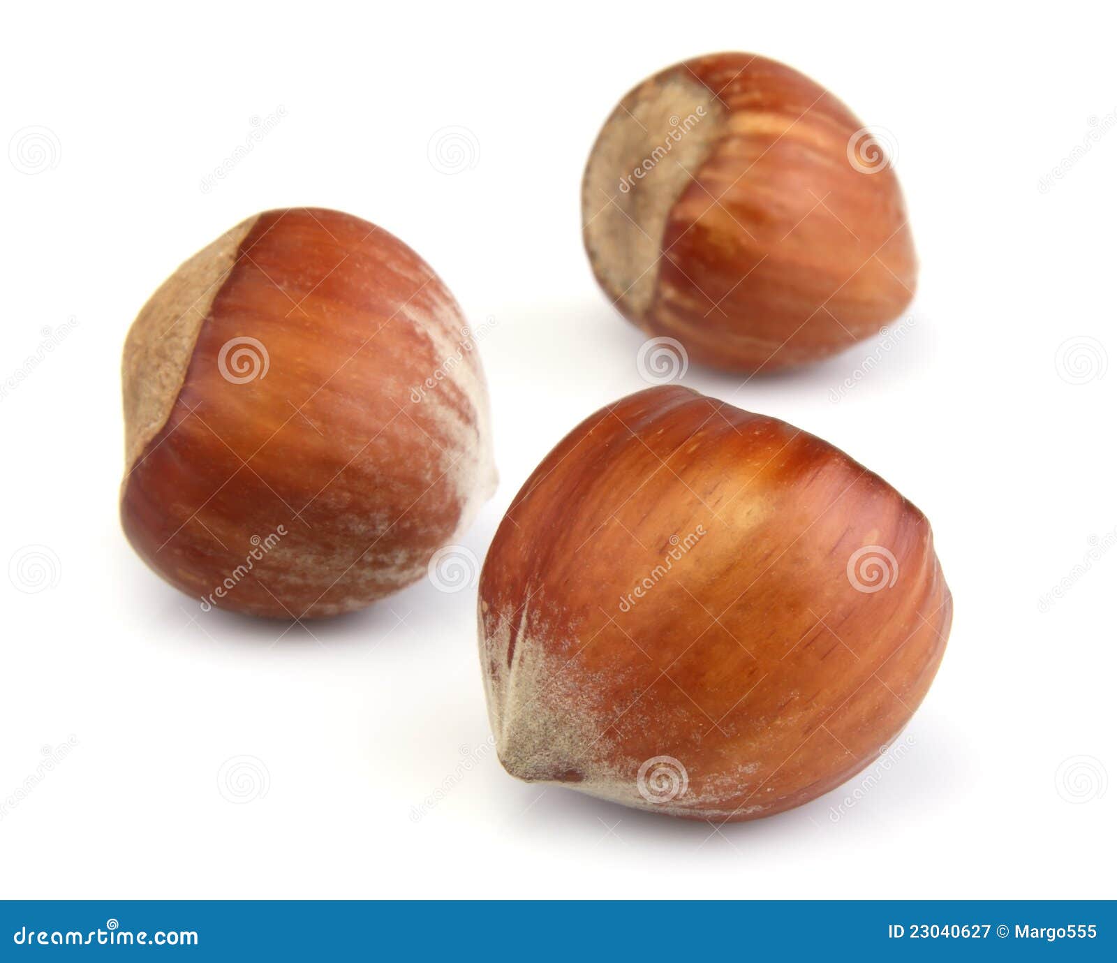 De noot van de hazelnoot stock afbeelding. Image of seizoengebonden ...