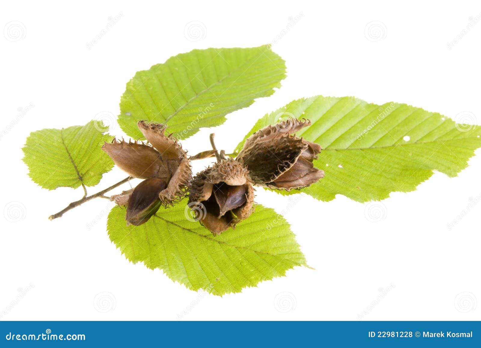 De Noten Van De Beuk Met Blad Stock Foto - Image of daling, gebladerte ...