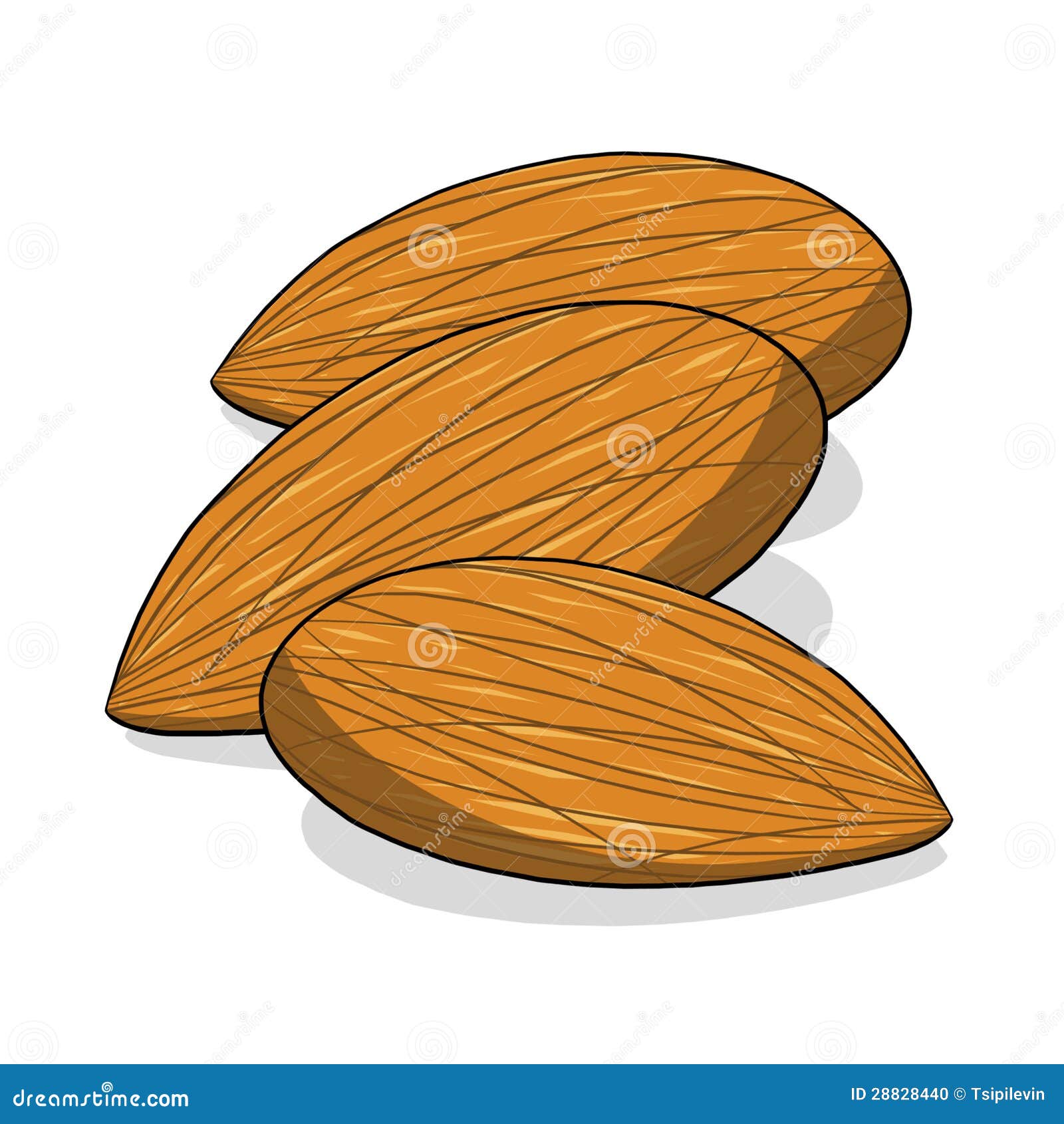 De Notenillustratie Van De Amandel Stock Illustratie - Illustration of ...