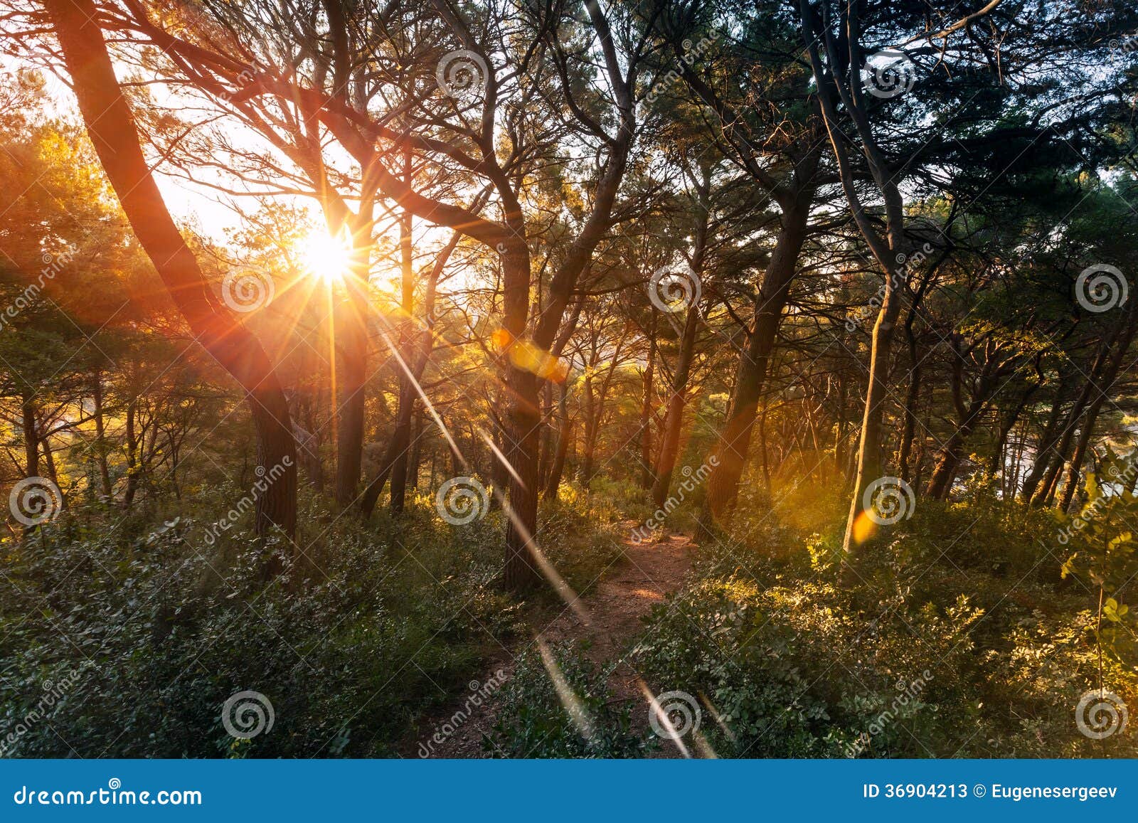 De Ochtendzon Glanst in Het Donkere Bos Stock Afbeelding - Image of ...