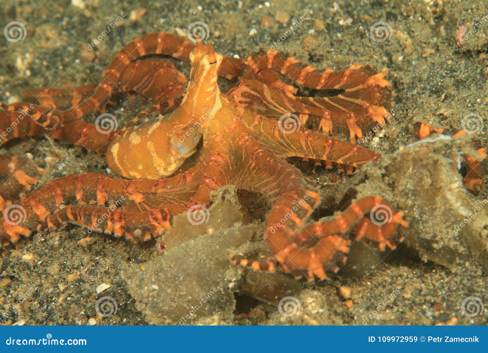 De octopus van Wonderpus stock afbeelding. Image of bodem - 109972959