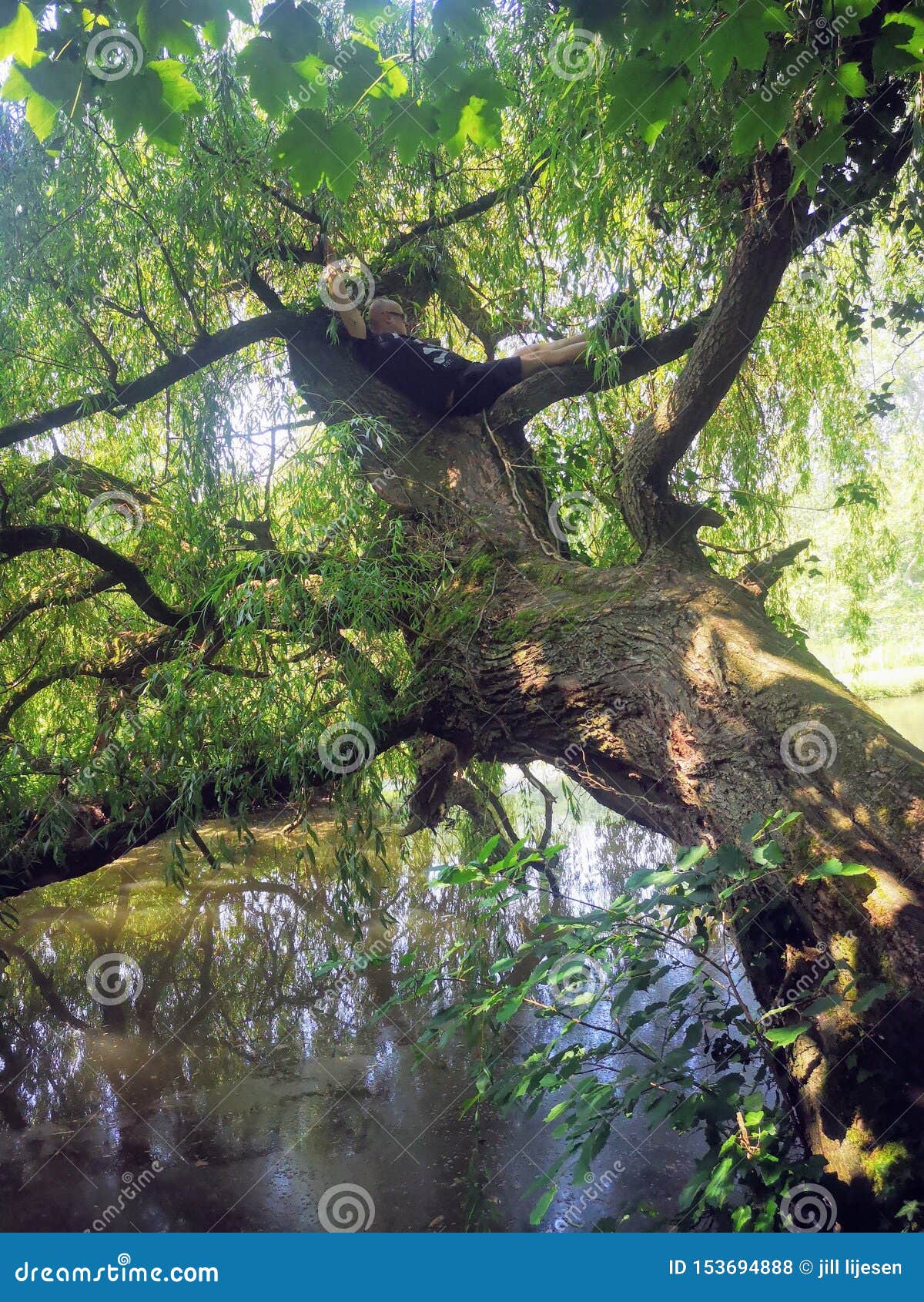 Tree stock photo. Image of oerman, boom, nature, chill - 153694888