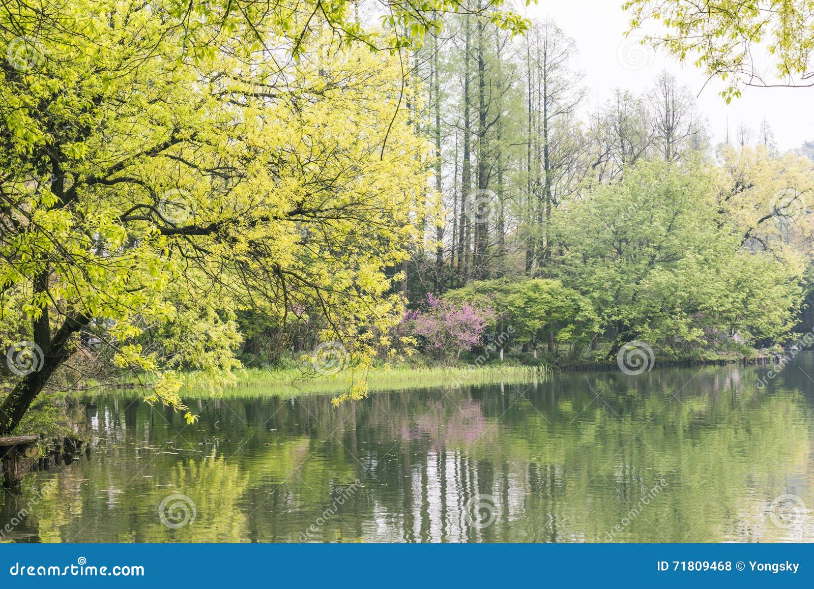 De Oever Van Het Meer Groene Bomen Stock Foto - Image of aardrijkskunde ...