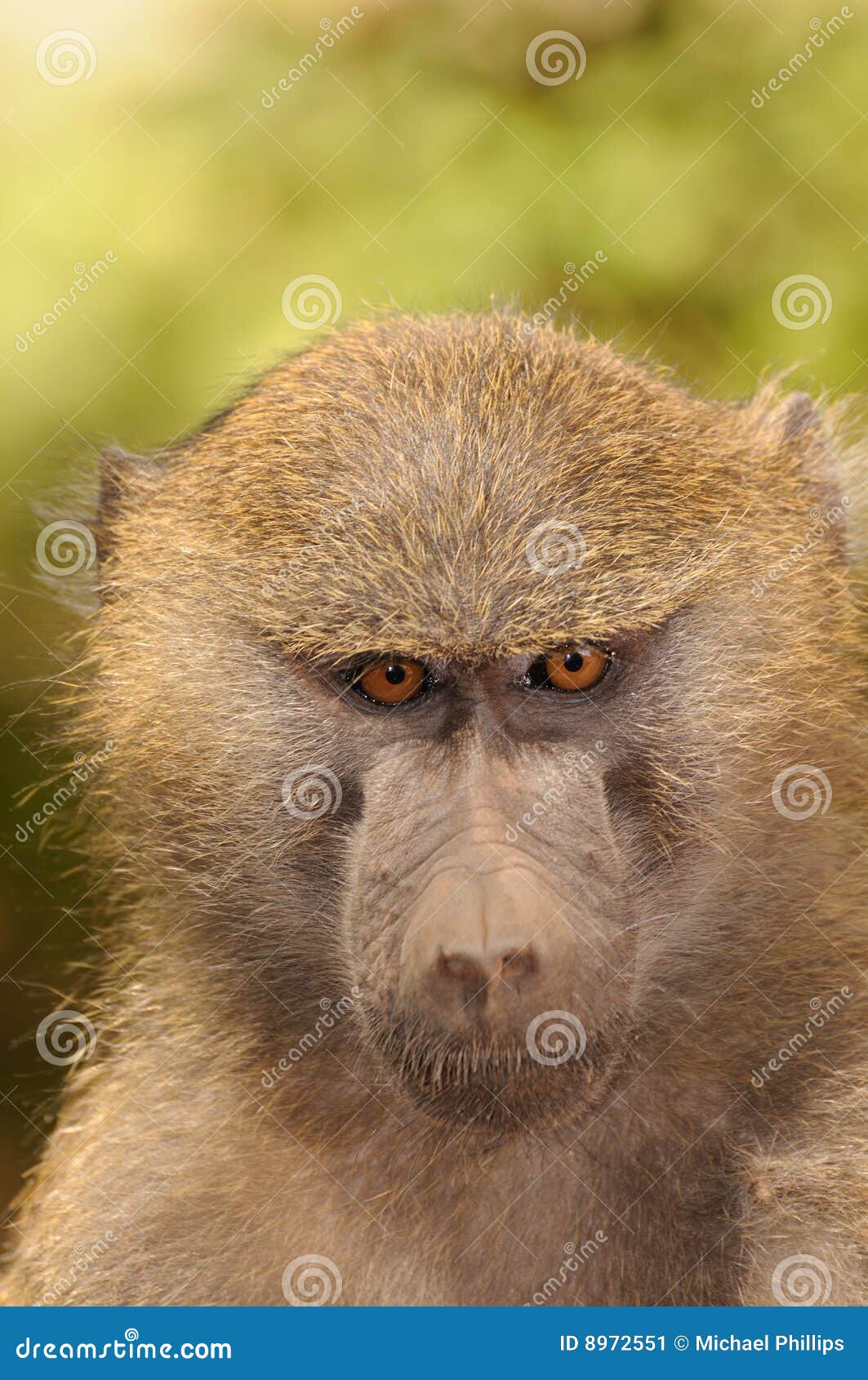 De ogen van de Baviaan stock afbeelding. Image of struik - 8972551