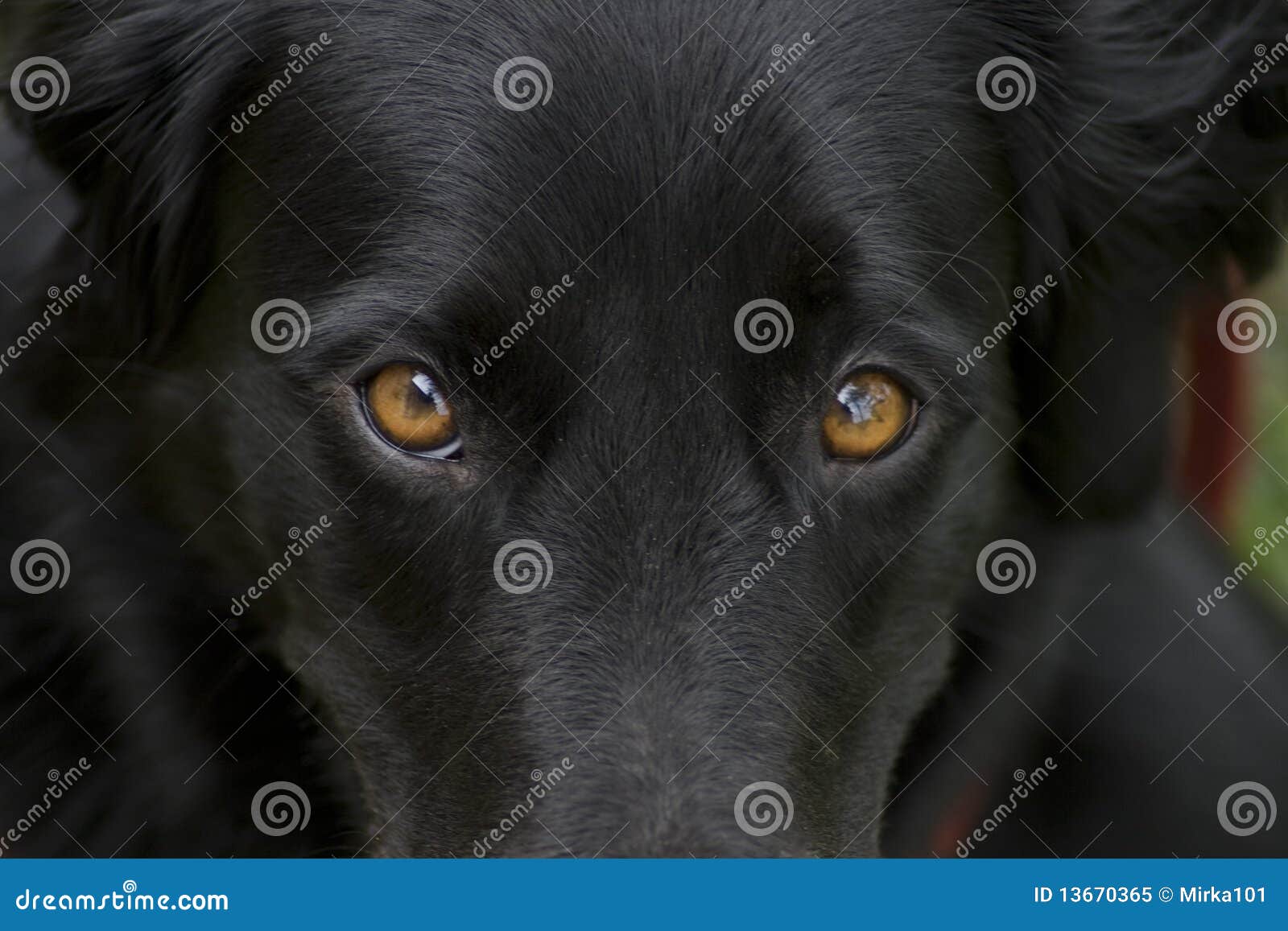 De ogen van de hond stock afbeelding. Image of brutaal - 13670365
