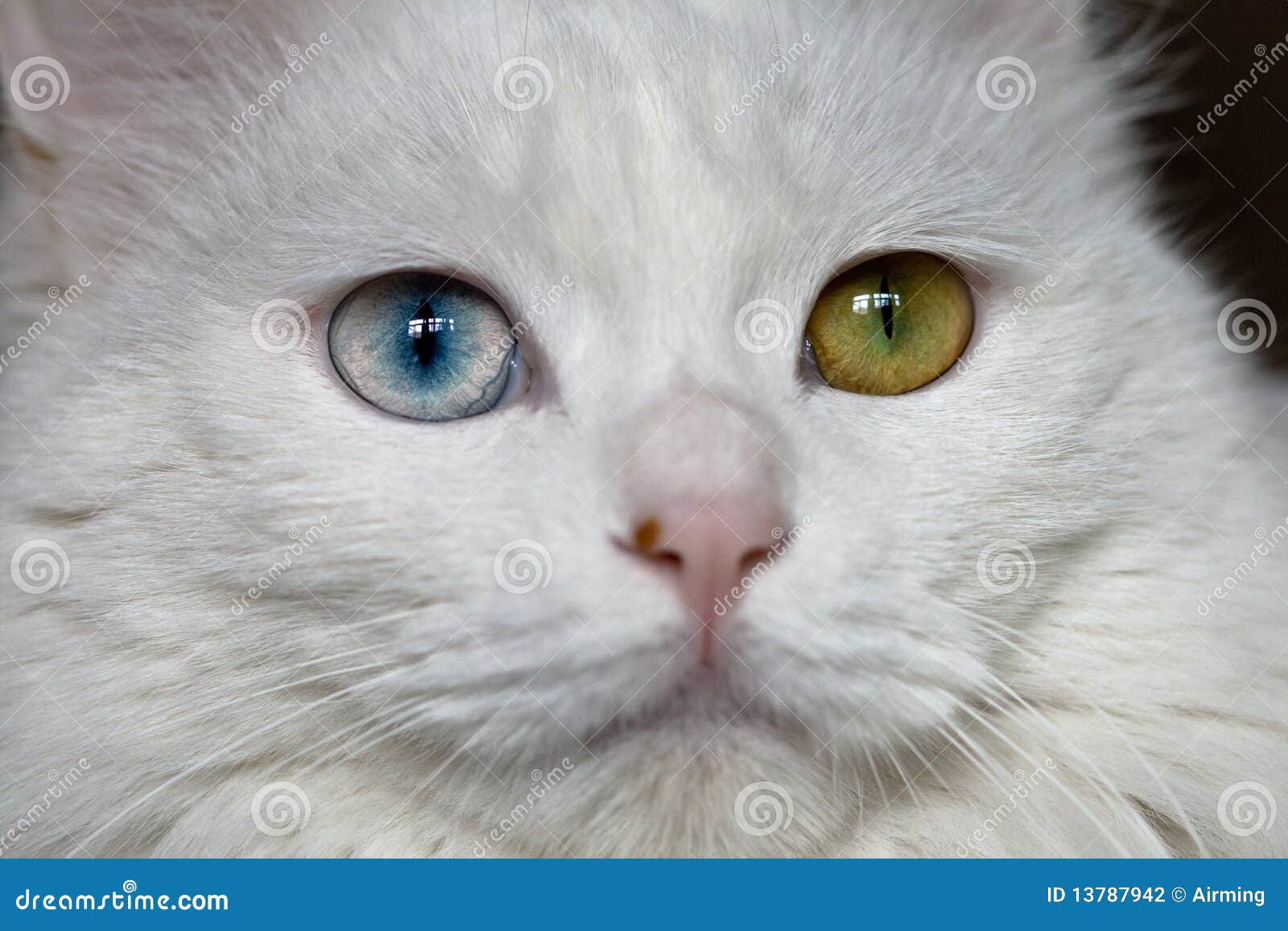 De ogen van de kat stock foto. Image of kader, perzisch - 13787942